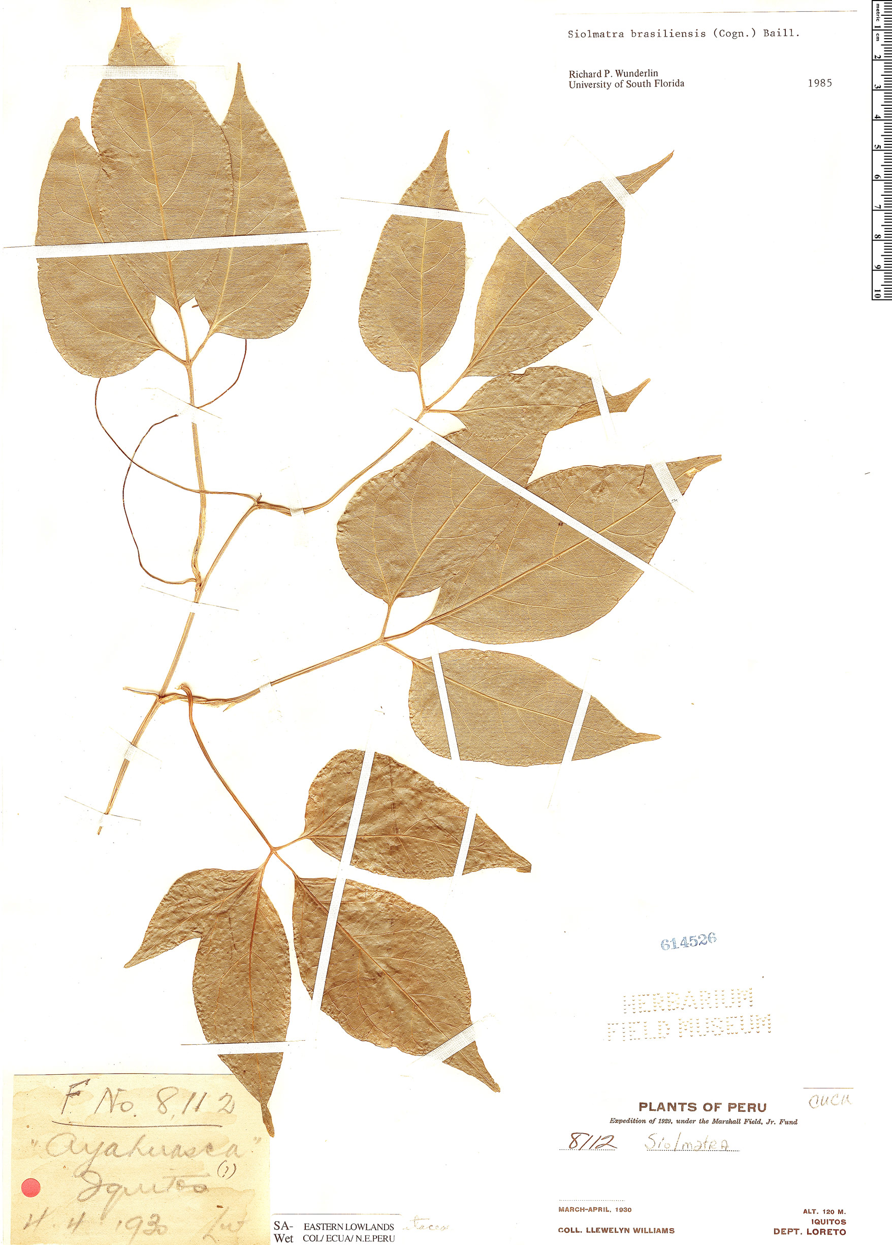 Siolmatra brasiliensis | Rapid Reference | The Field Museum