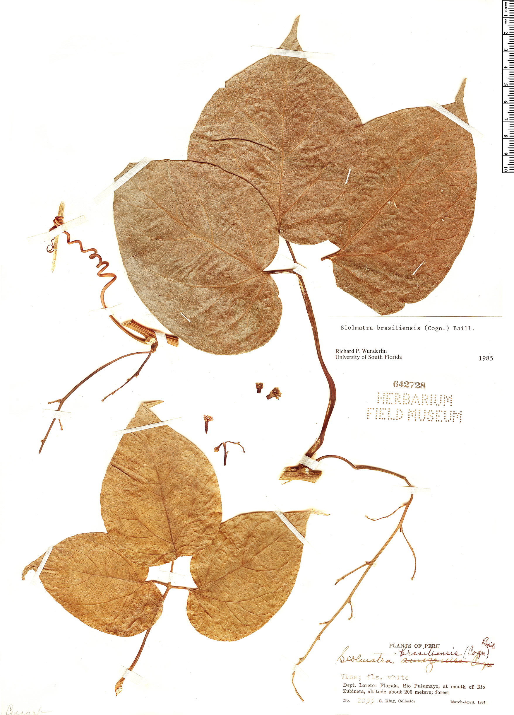 Siolmatra brasiliensis | Rapid Reference | The Field Museum