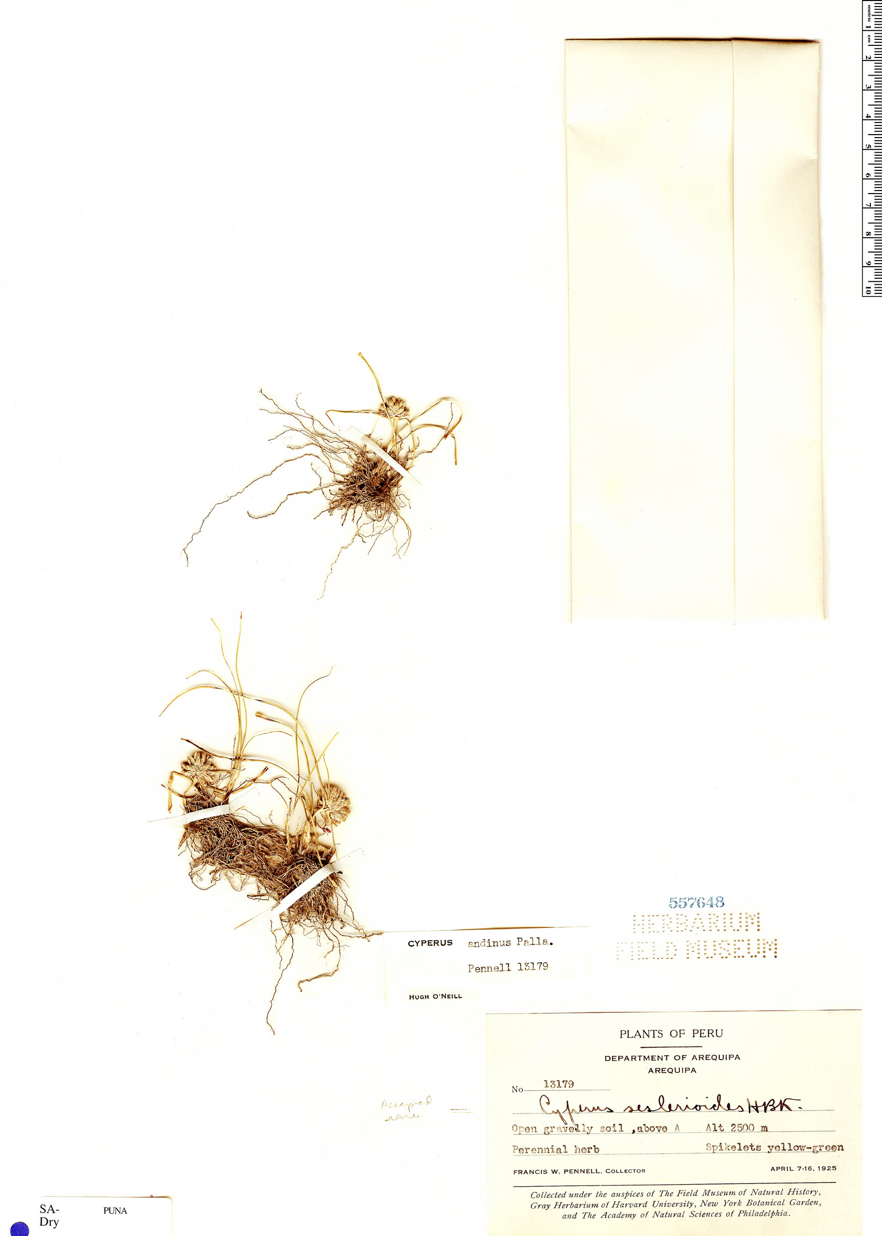 Cyperus andinus | Rapid Reference | The Field Museum