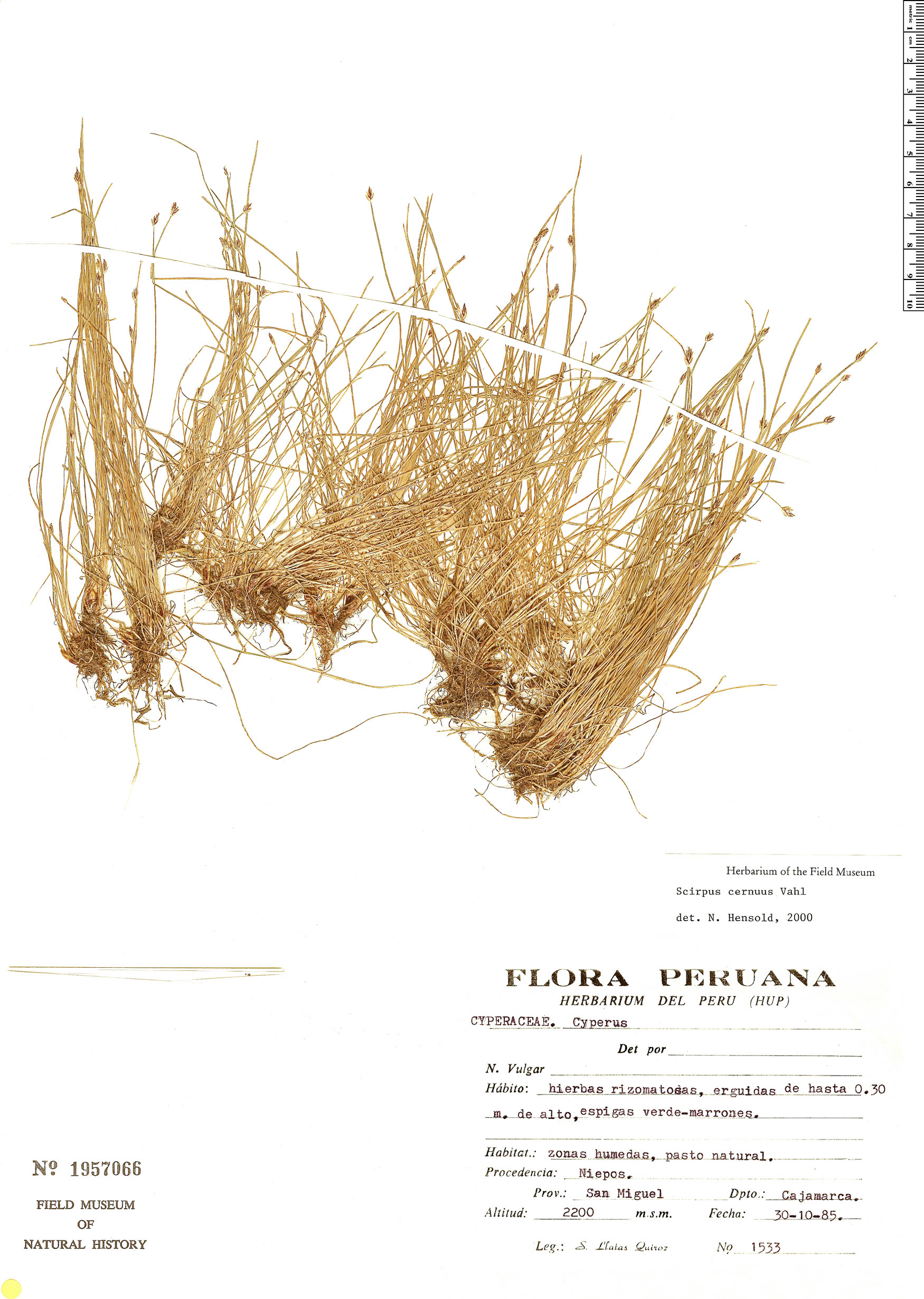 Isolepis cernua | Rapid Reference | The Field Museum