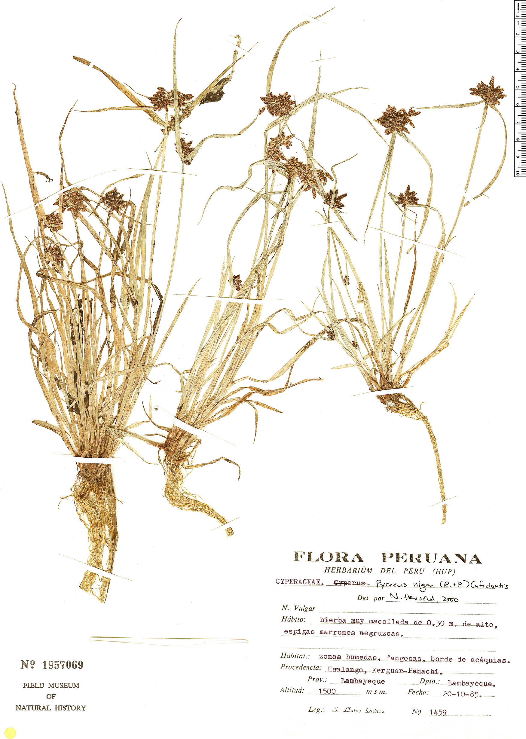 Pycreus niger | Rapid Reference | The Field Museum