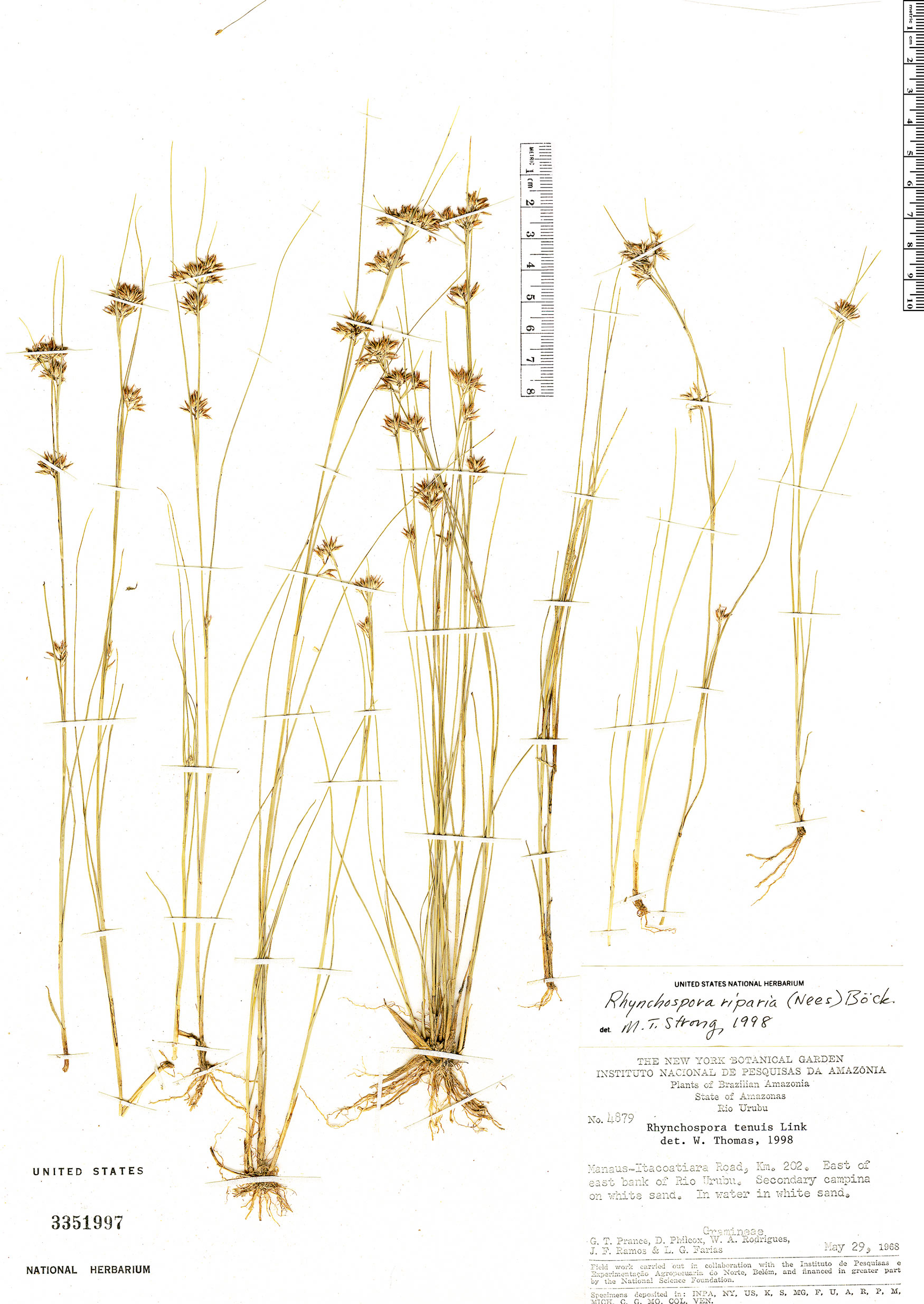 Rhynchospora riparia | Rapid Reference | The Field Museum