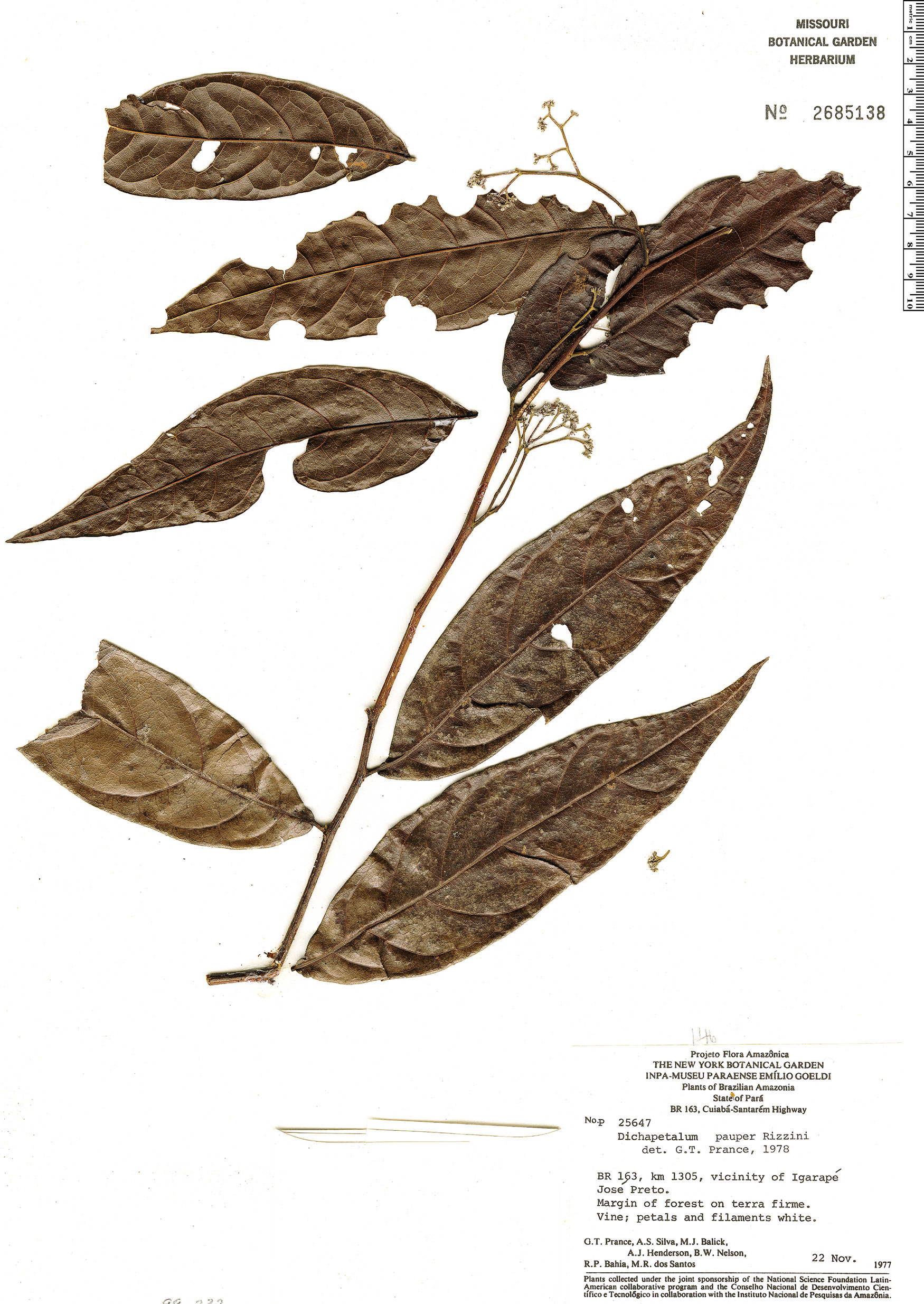 Dichapetalum pauper | Rapid Reference | The Field Museum