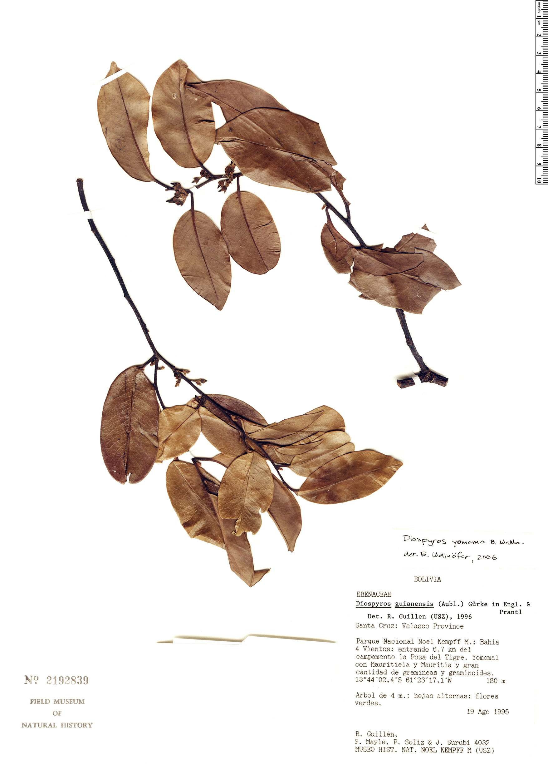 Diospyros yomomo | Herbário Rapid Reference | The Field Museum