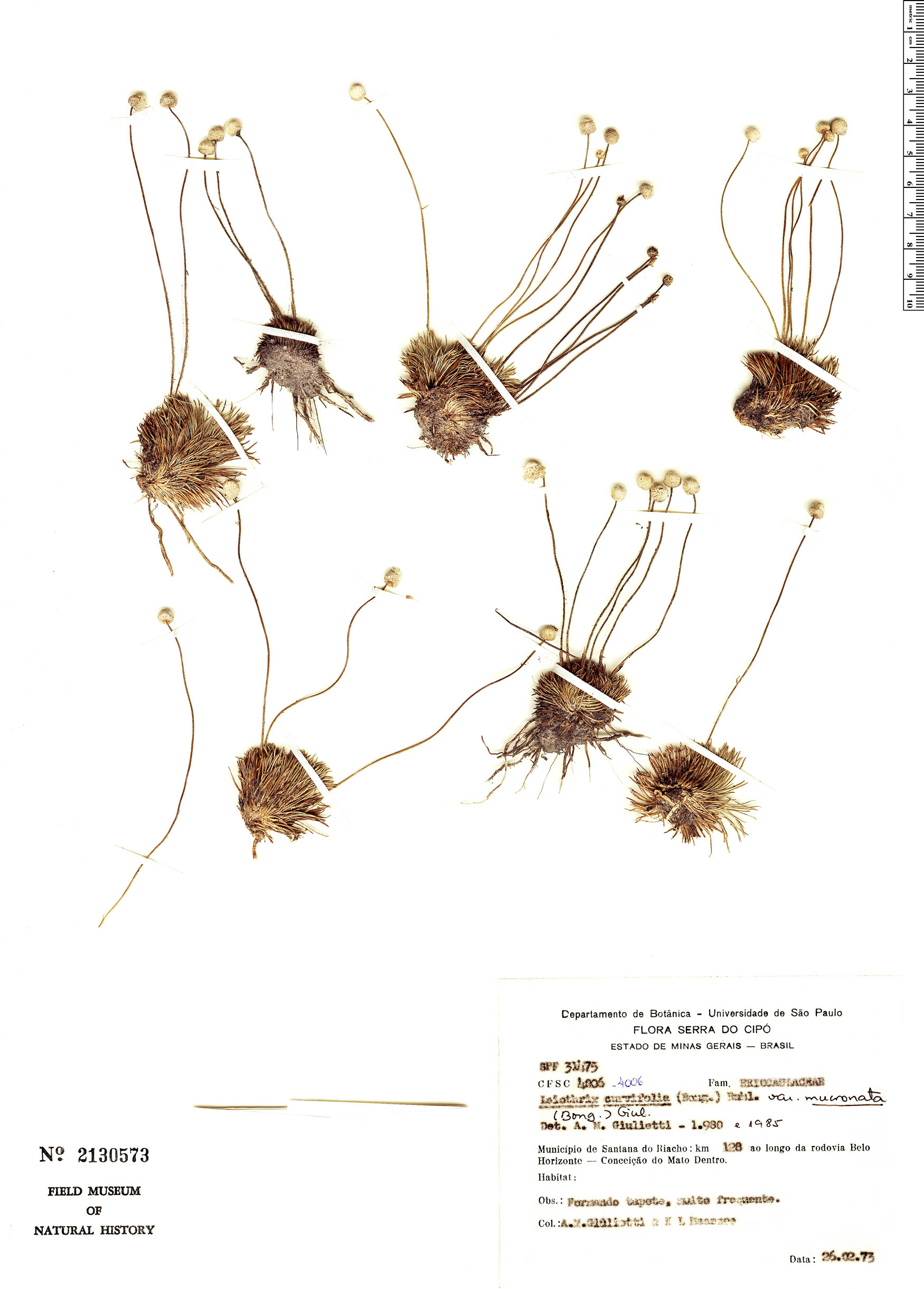 Leiothrix curvifolia | Rapid Reference | The Field Museum