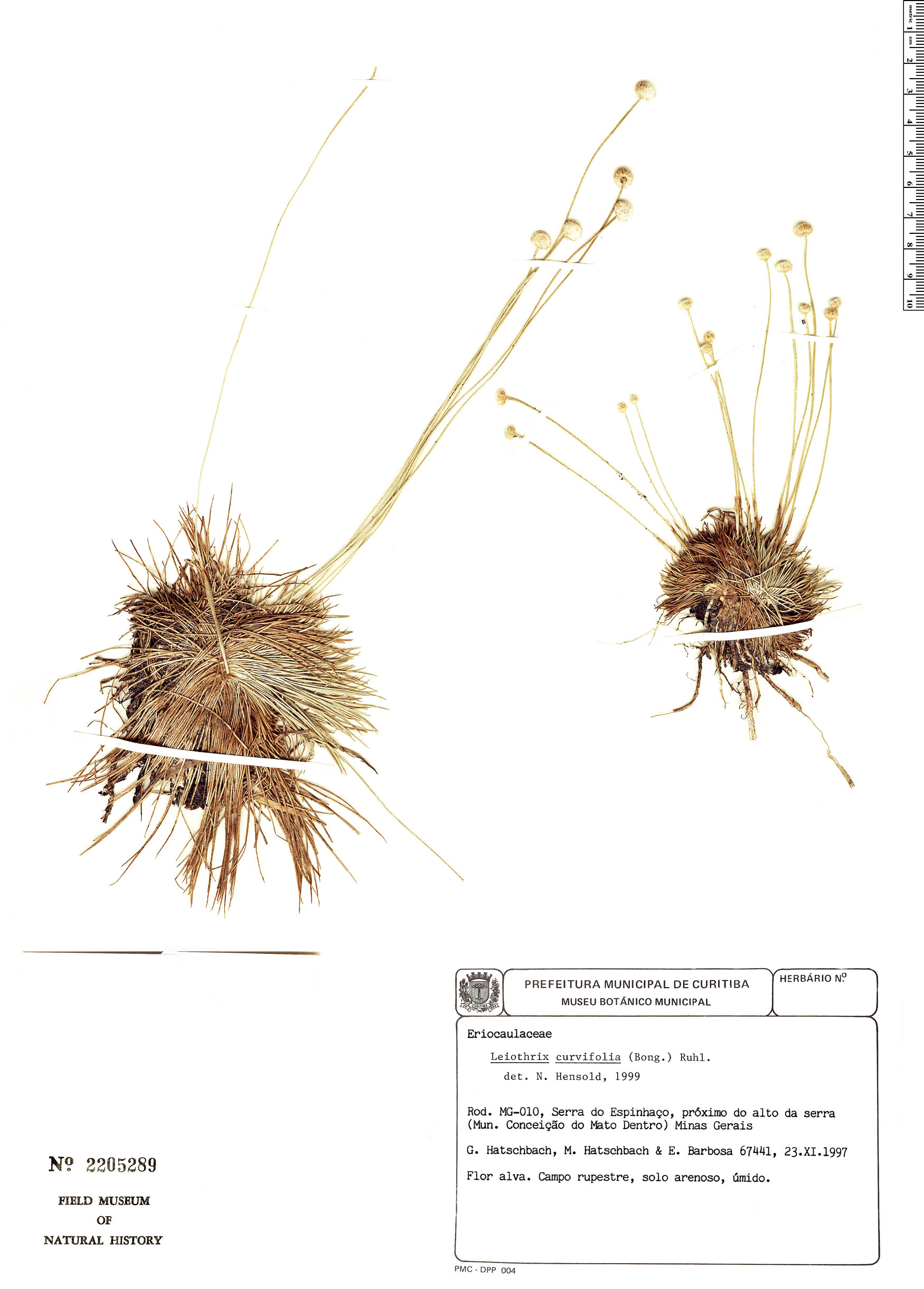 Leiothrix curvifolia | Rapid Reference | The Field Museum