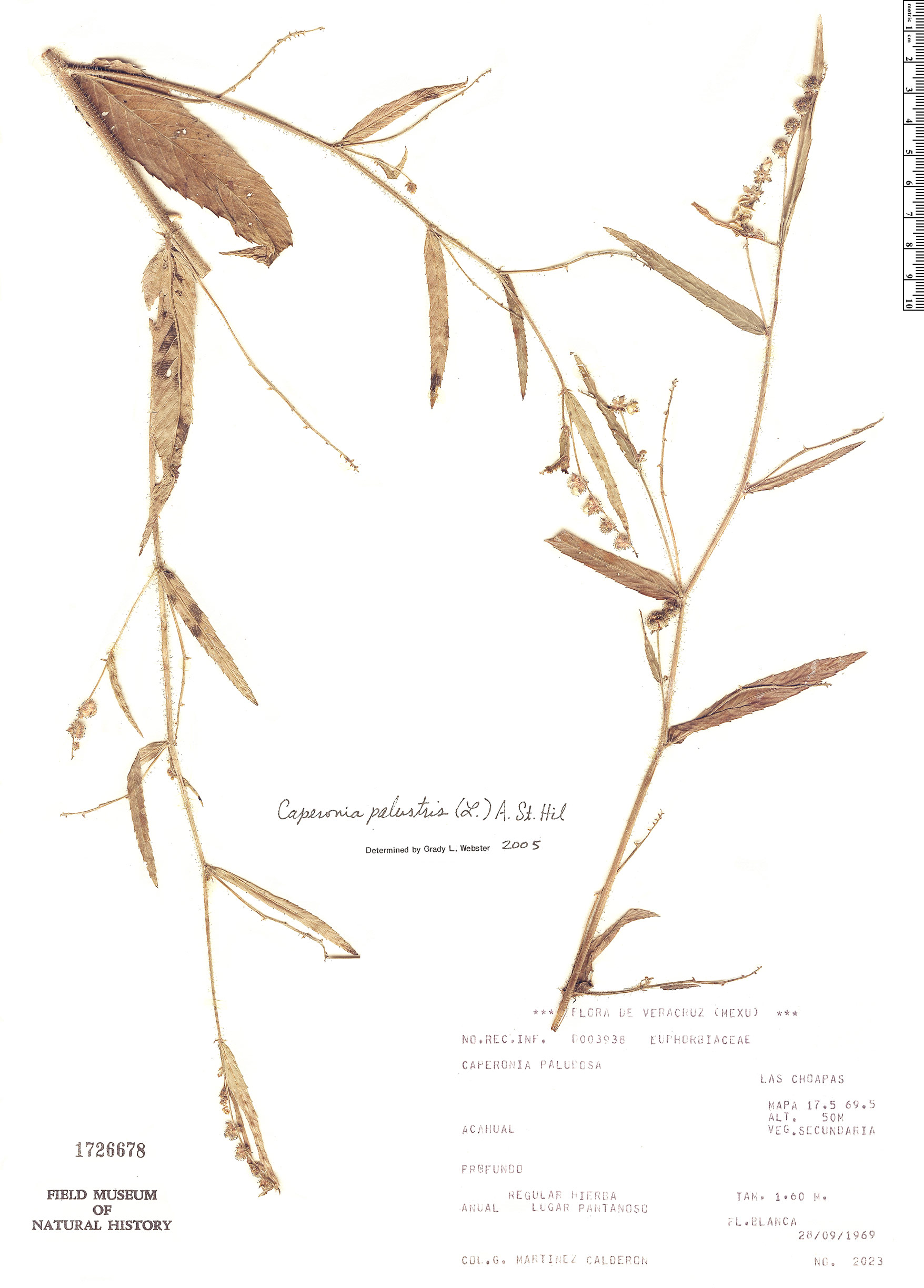 Caperonia palustris | Rapid Reference | The Field Museum