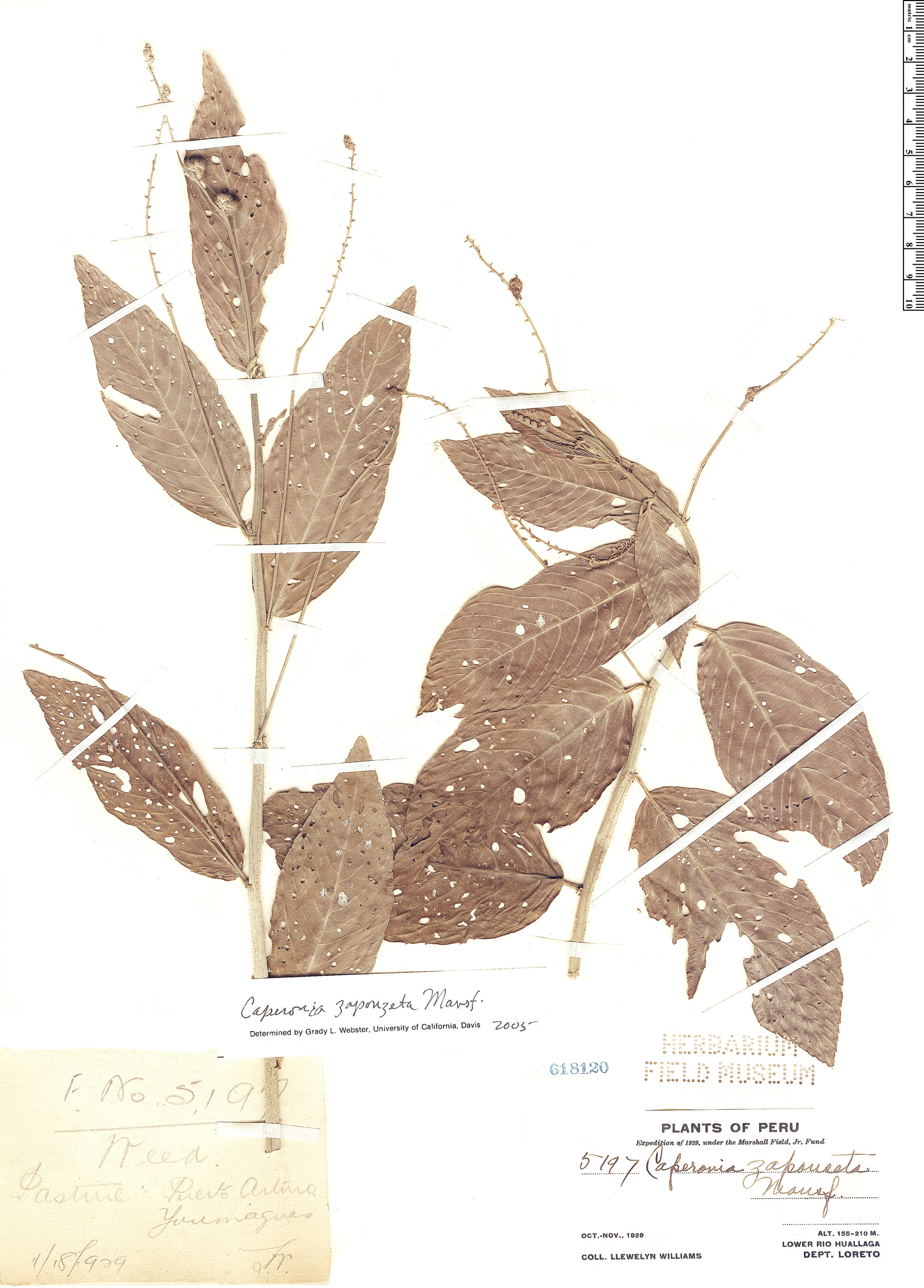 Caperonia zaponzeta | Rapid Reference | The Field Museum