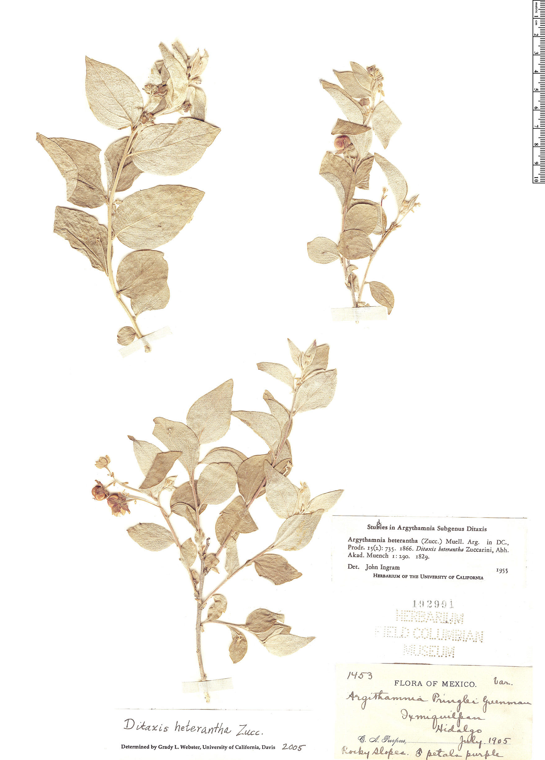 Ditaxis heterantha | Rapid Reference | The Field Museum