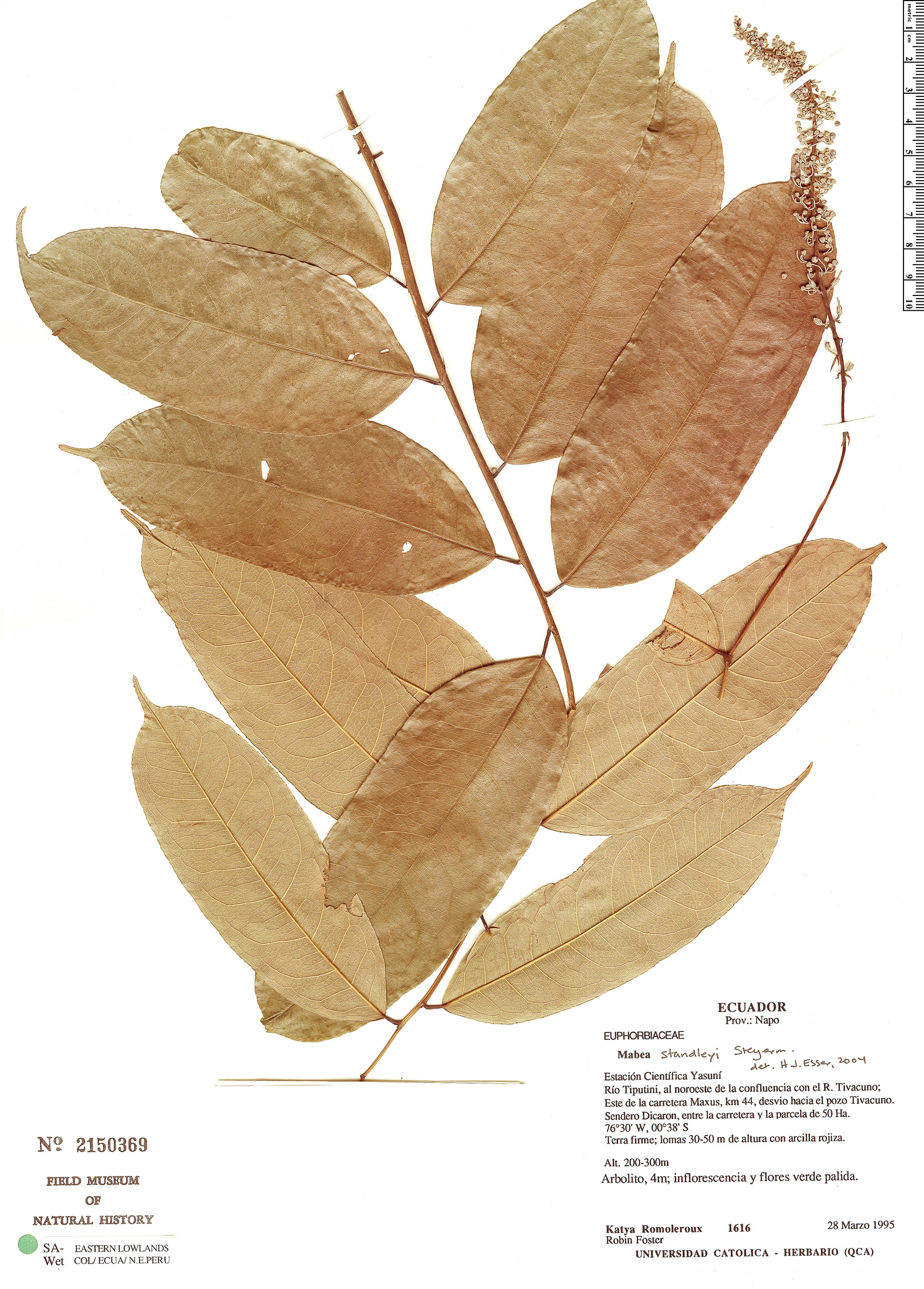 Mabea standleyi | Rapid Reference | The Field Museum
