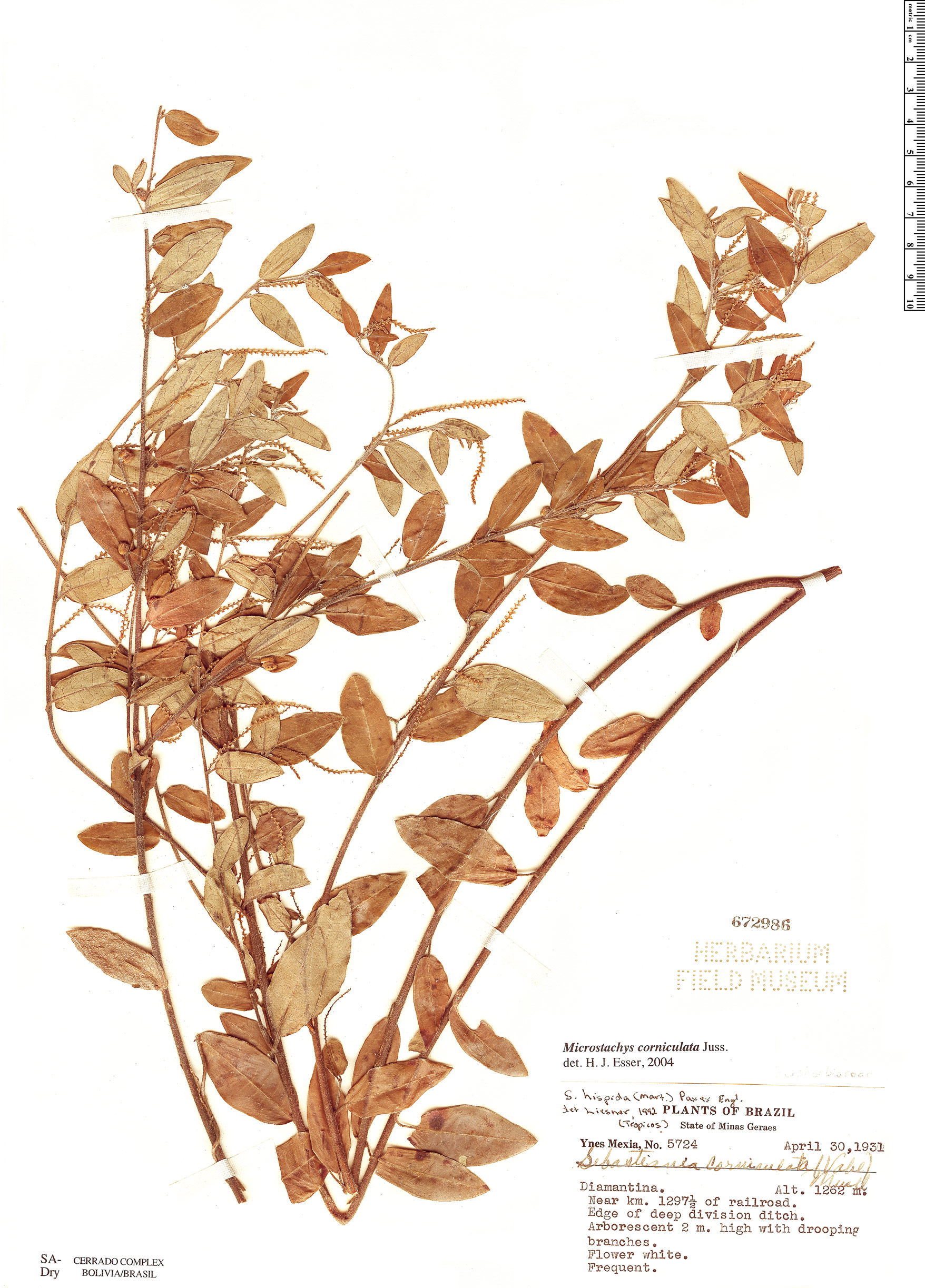 Microstachys corniculata | Rapid Reference | The Field Museum