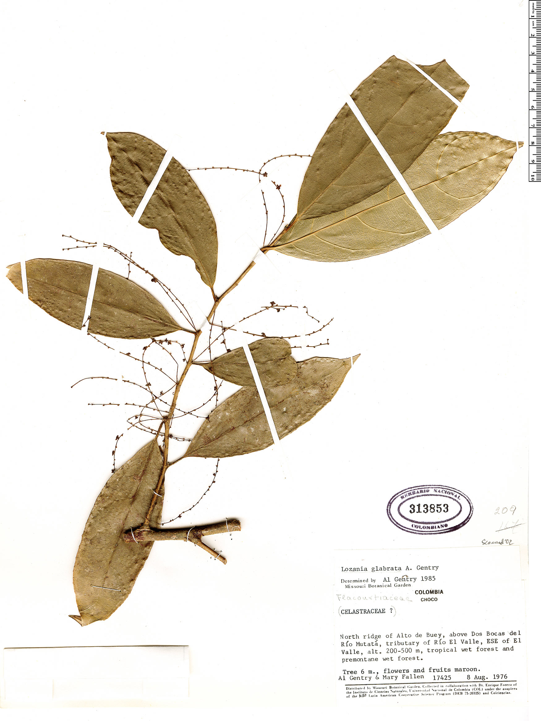 Lozania glabrata | Rapid Reference | The Field Museum