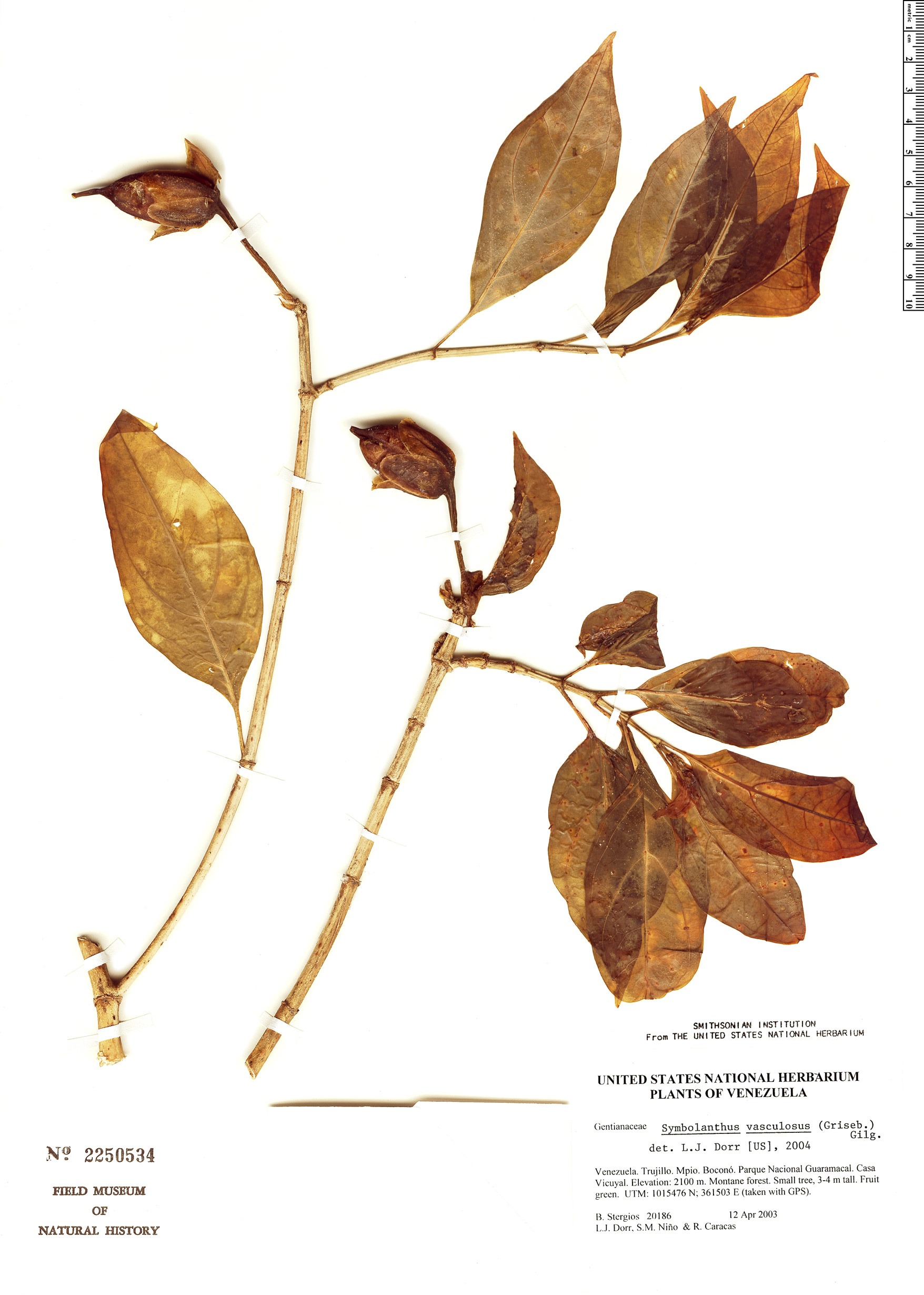 Symbolanthus vasculosus | Rapid Reference | The Field Museum