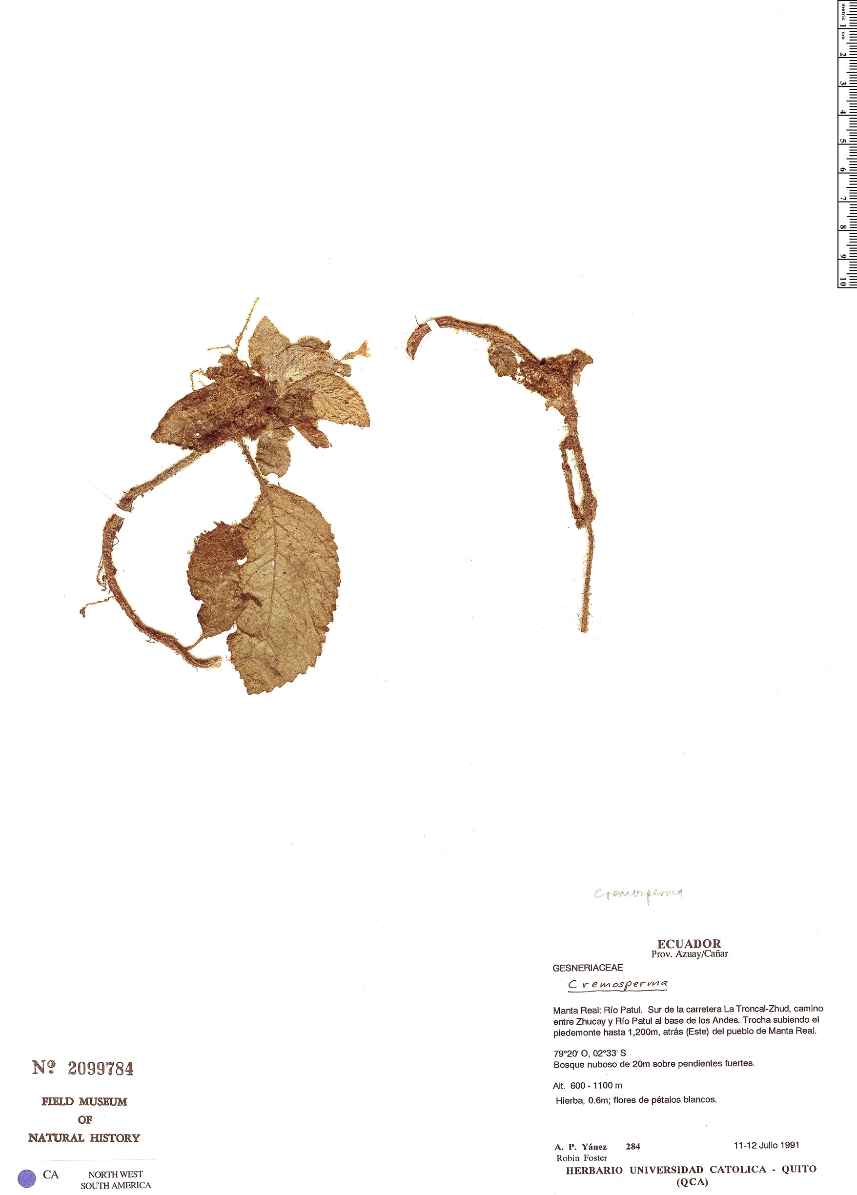 Cremosperma | Herbário Rapid Reference | The Field Museum