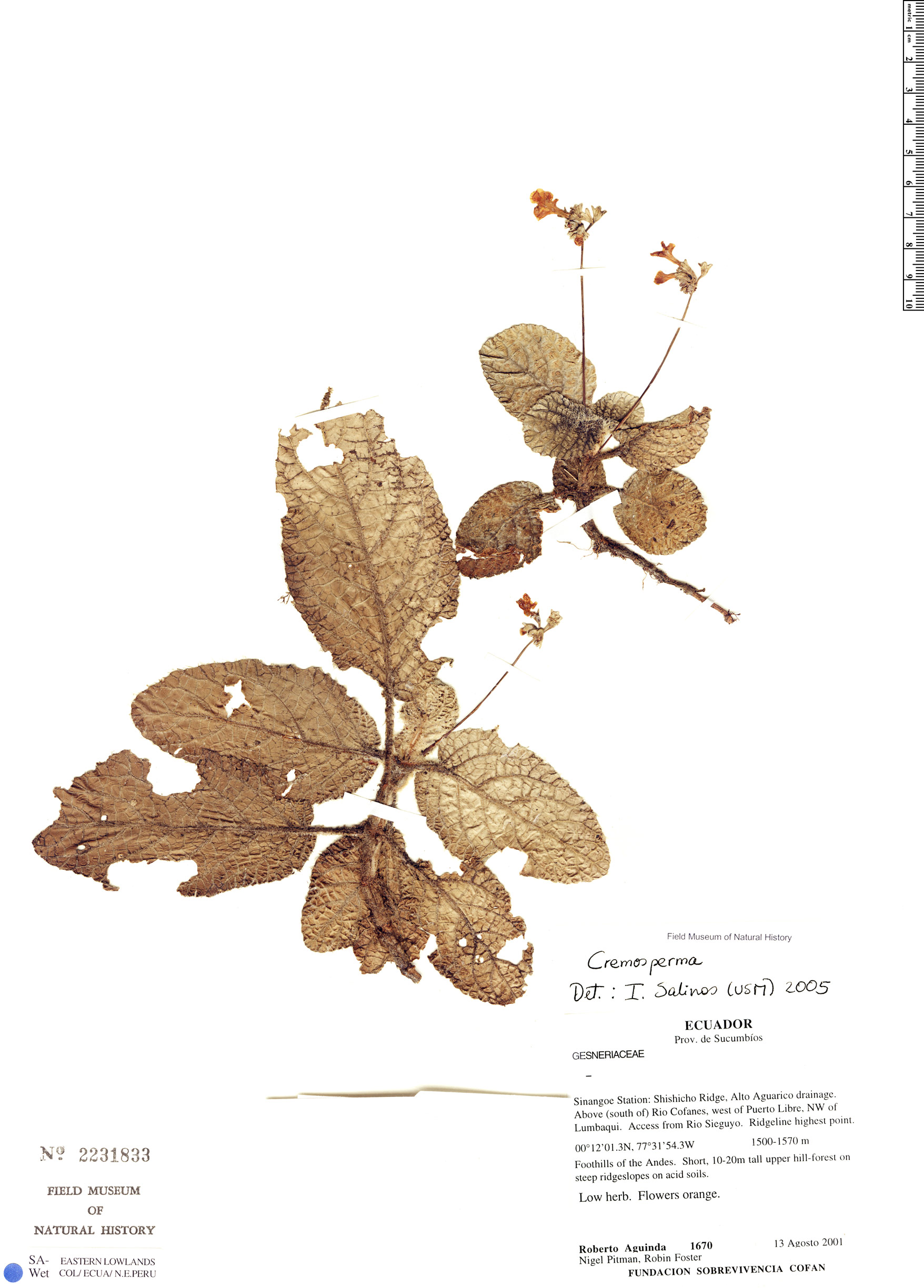 Cremosperma castroanum | Herbário Rapid Reference | The Field Museum