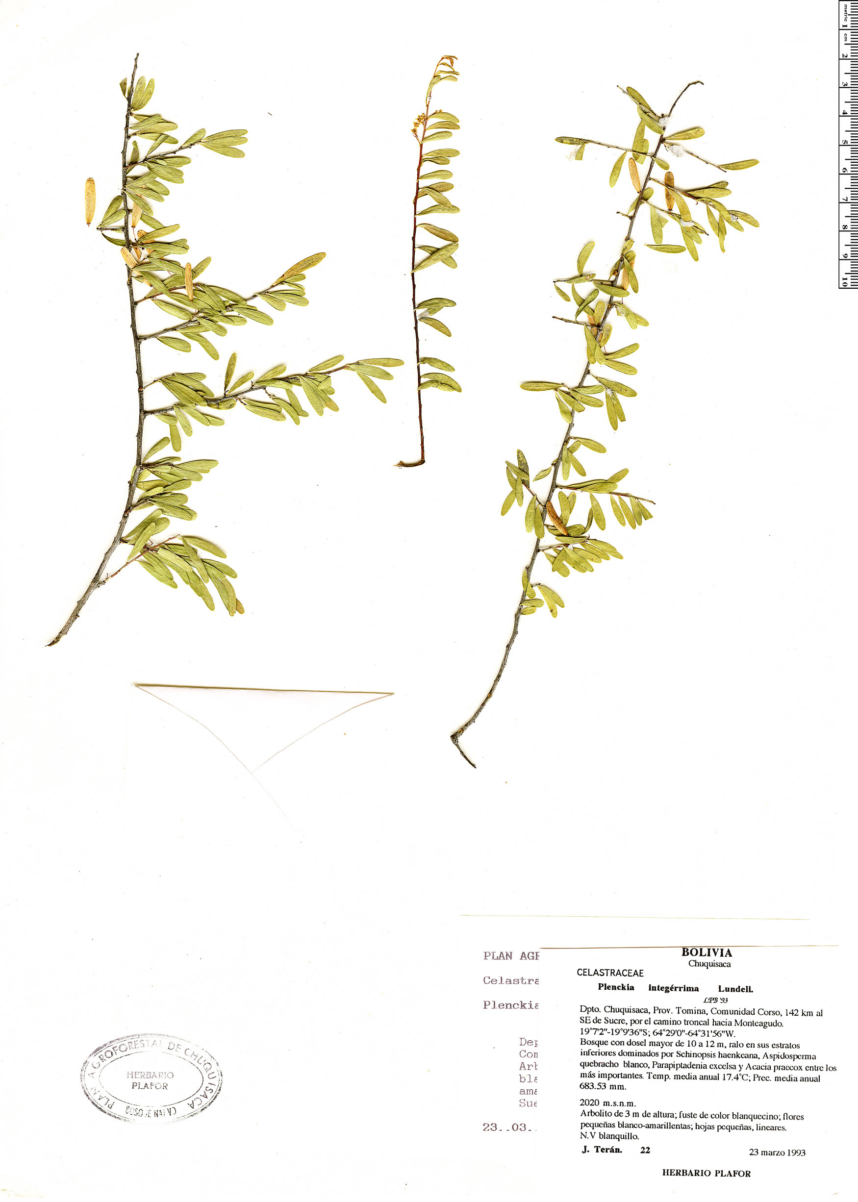 Plenckia integerrima | Rapid Reference | The Field Museum