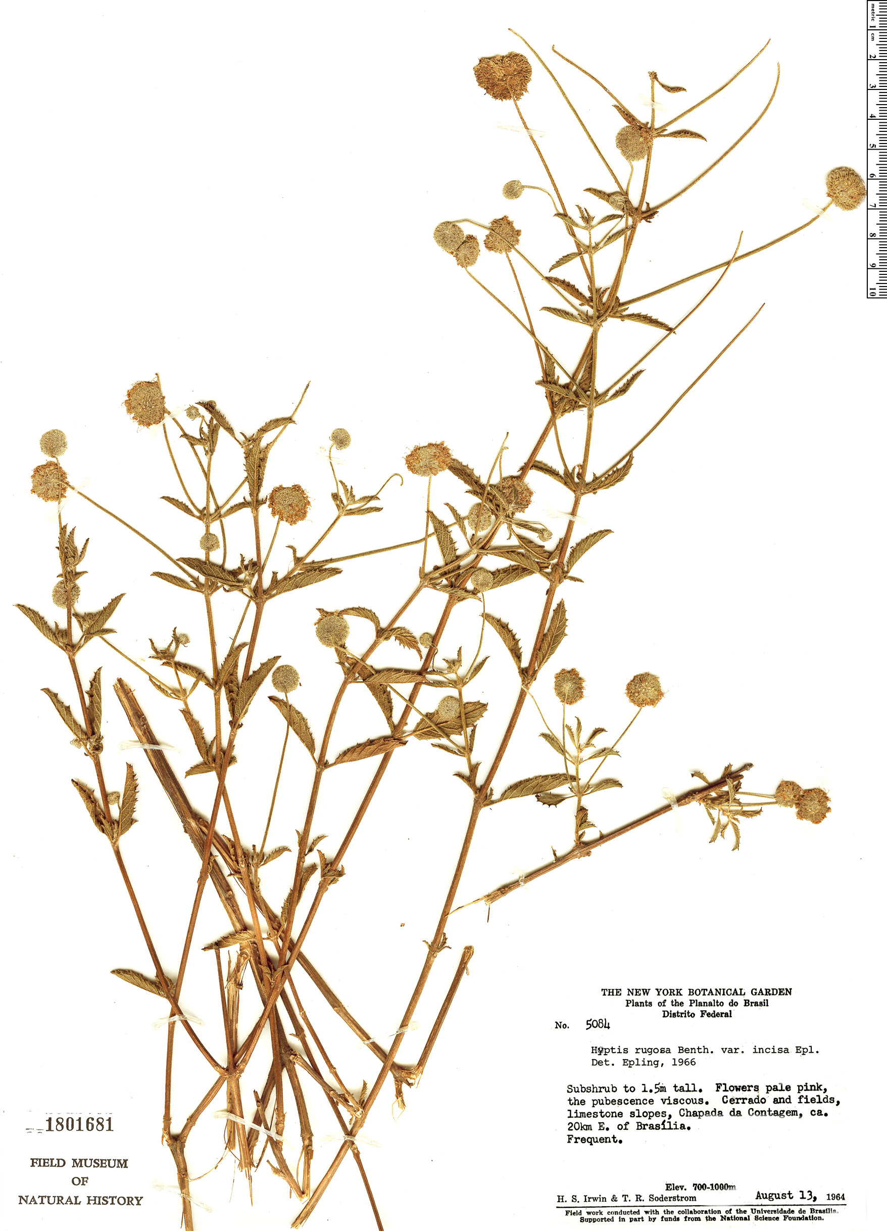 Cyanocephalus rugosus | Herbário Rapid Reference | The Field Museum