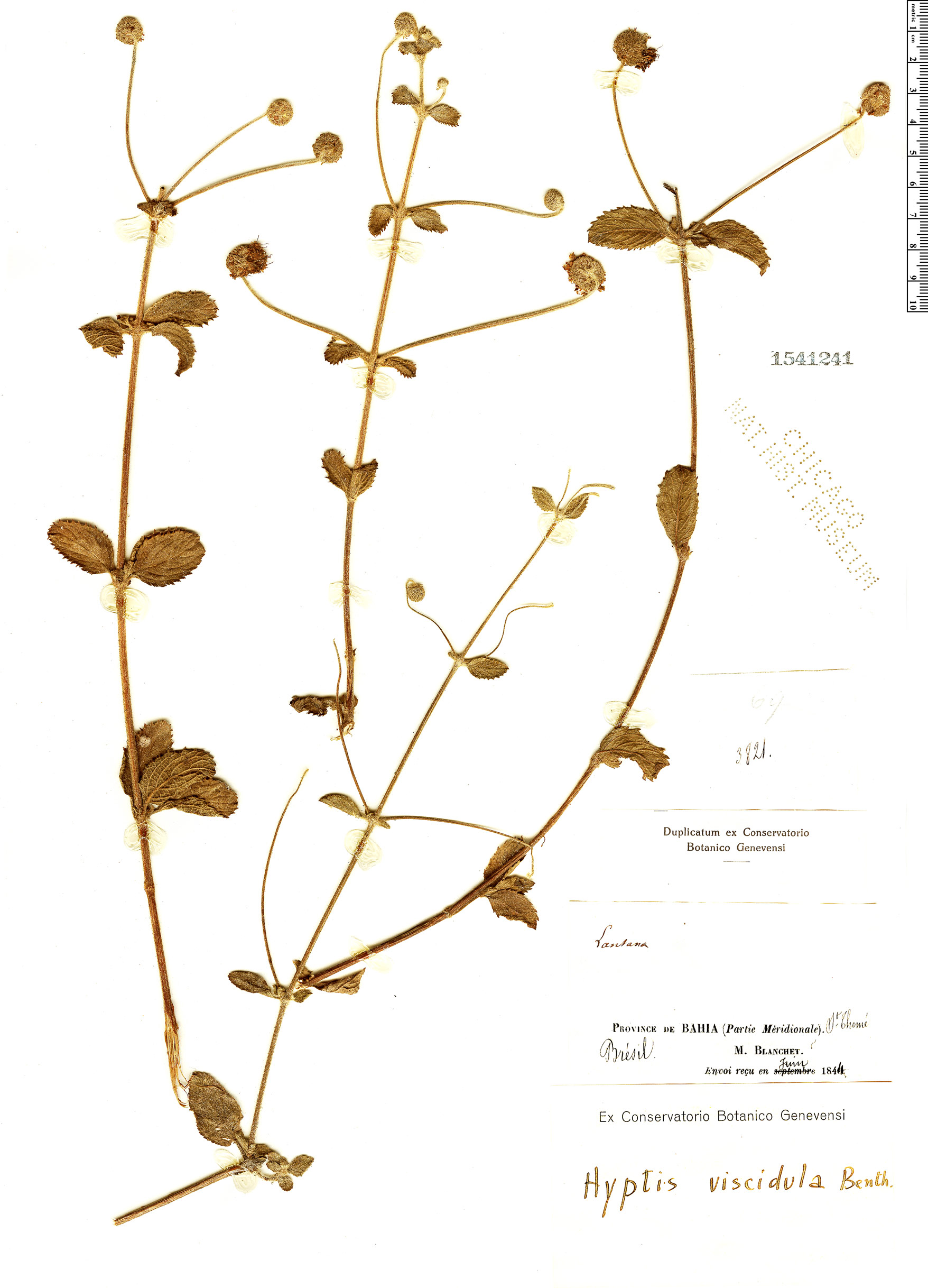 Cyanocephalus rugosus | Rapid Reference | The Field Museum