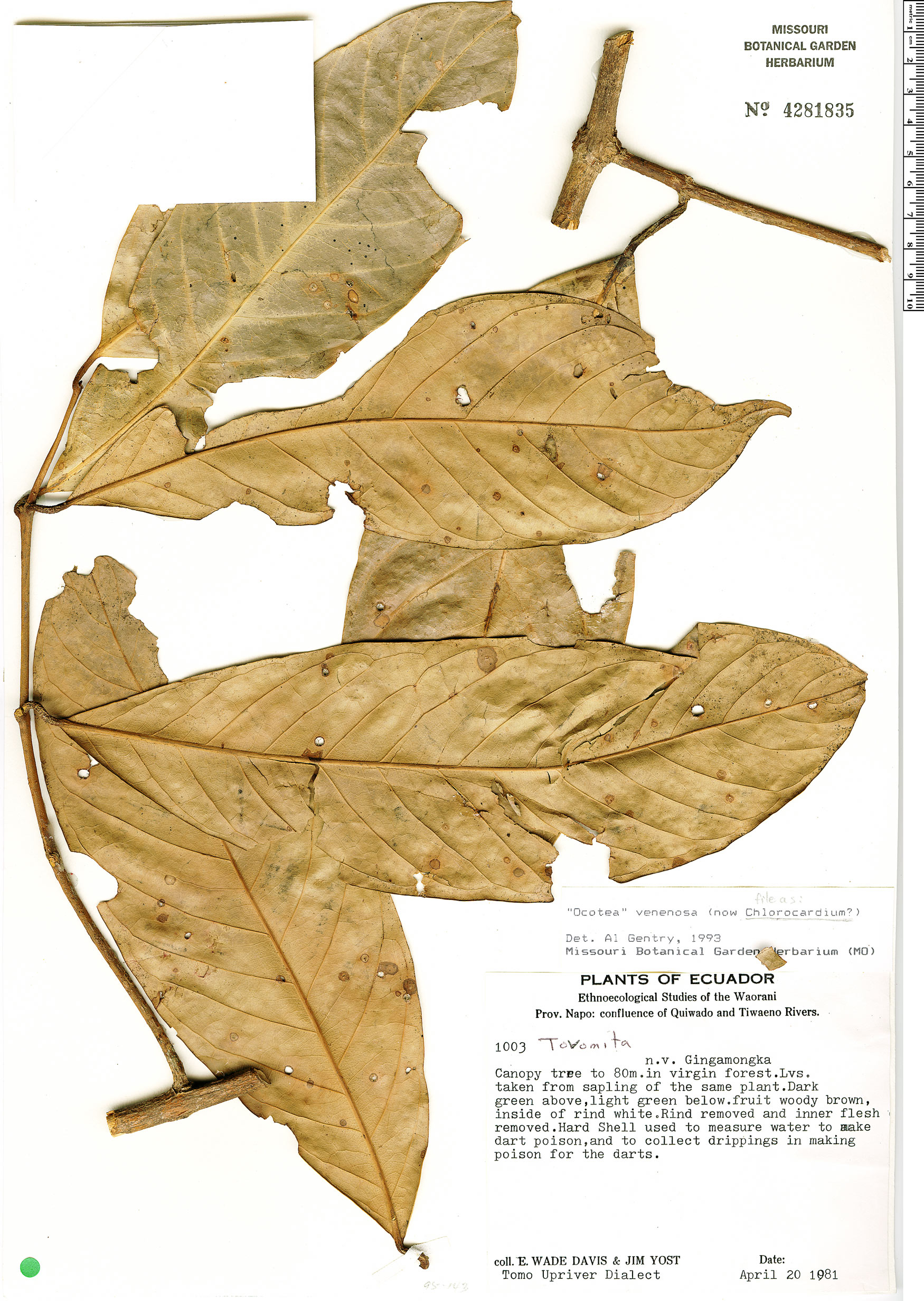 Chlorocardium venenosum | Rapid Reference | The Field Museum