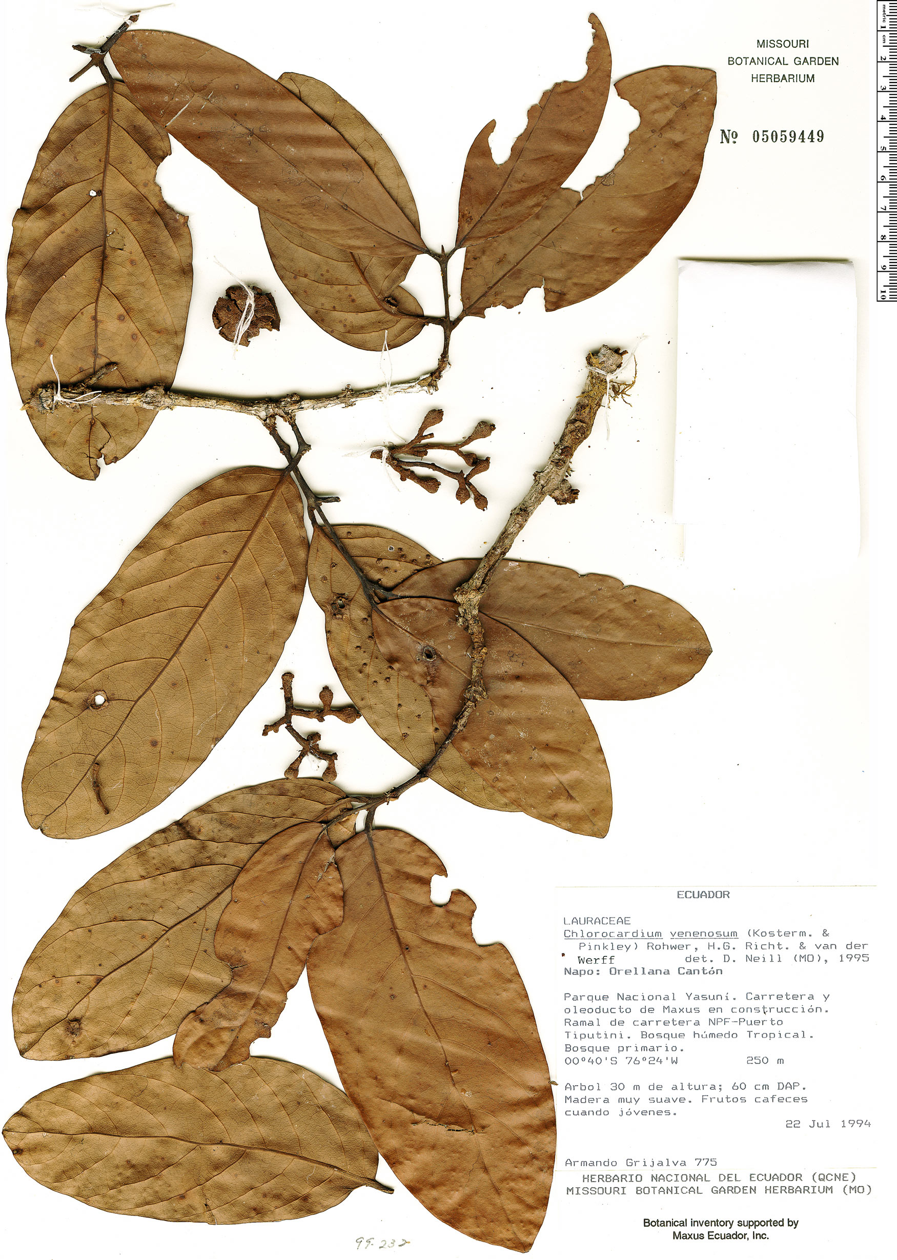 Chlorocardium venenosum | Rapid Reference | The Field Museum