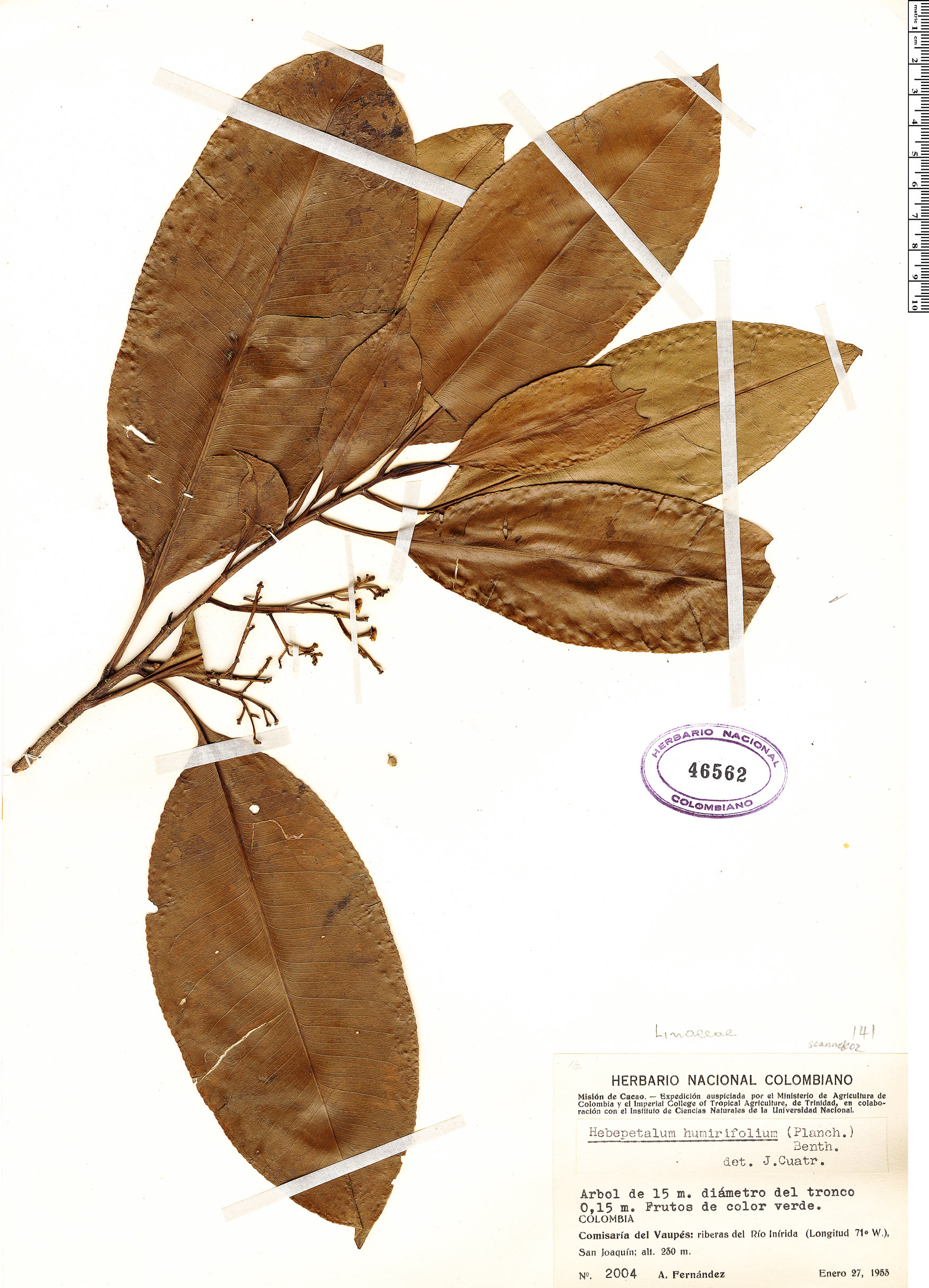 Hebepetalum humiriifolium | Rapid Reference | The Field Museum