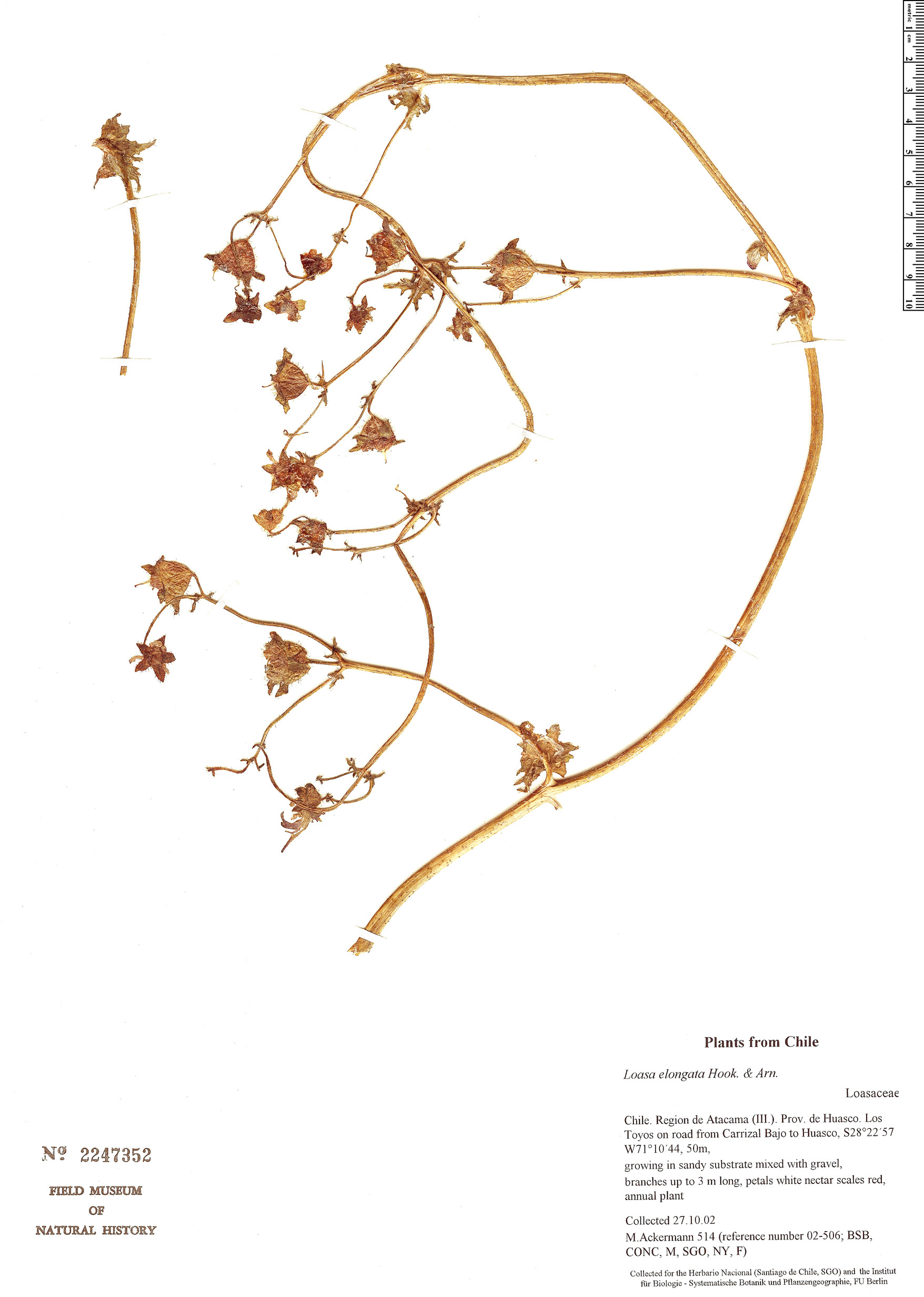 Loasa elongata | Herbário Rapid Reference | The Field Museum