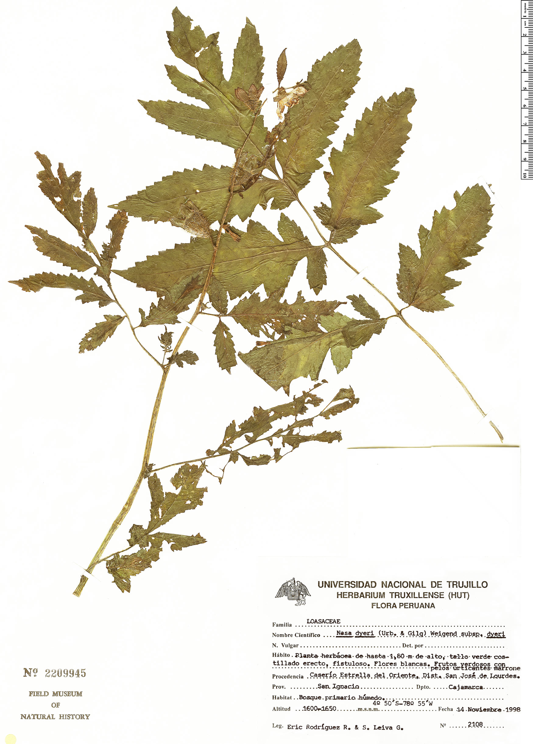 Nasa dyeri | Herbário Rapid Reference | The Field Museum