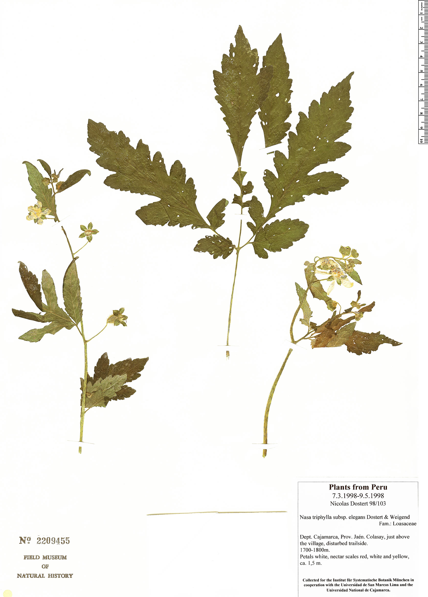 Nasa triphylla | Rapid Reference | The Field Museum