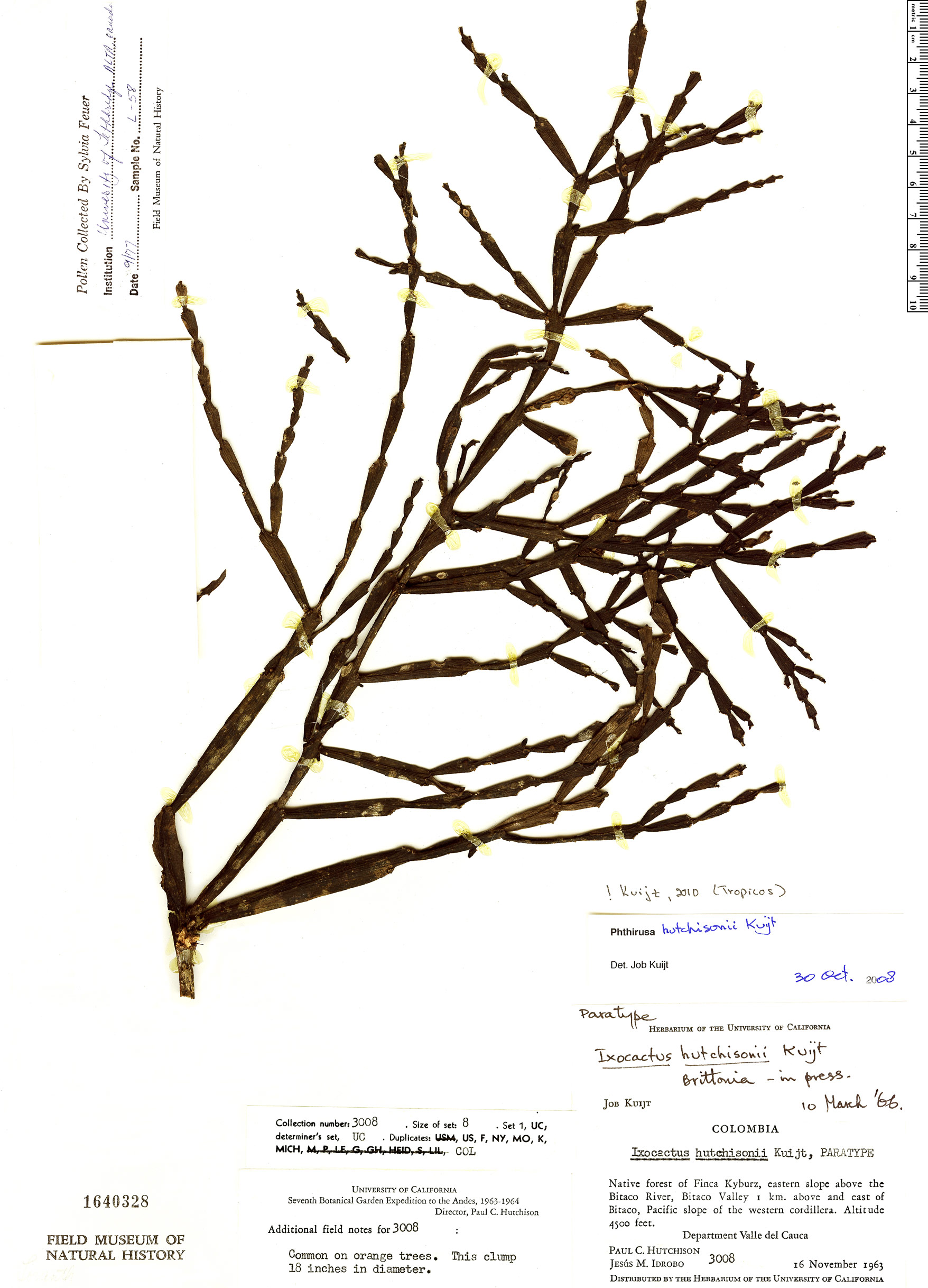 Phthirusa hutchisonii | Rapid Reference | The Field Museum