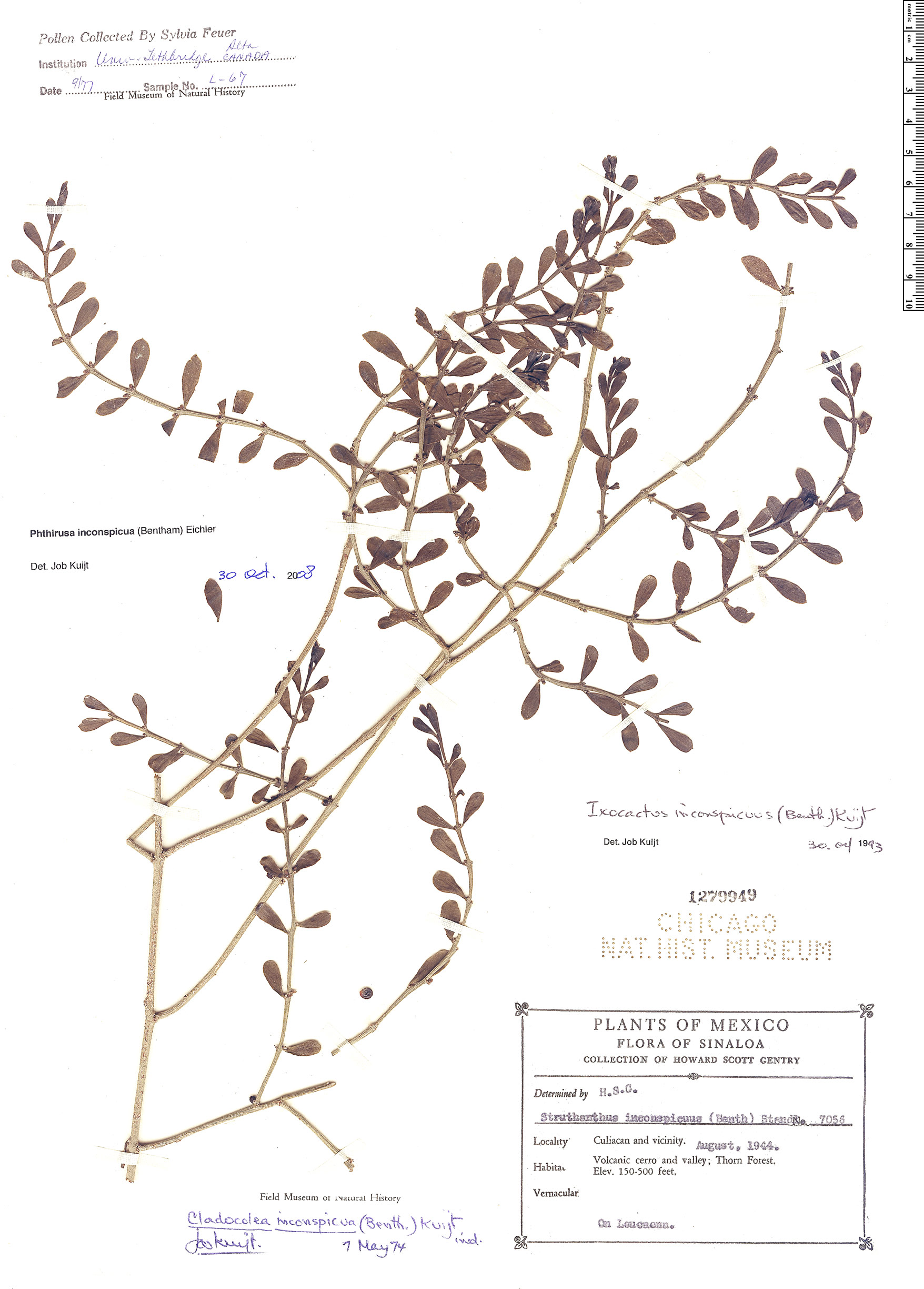 Phthirusa inconspicua | Rapid Reference | The Field Museum