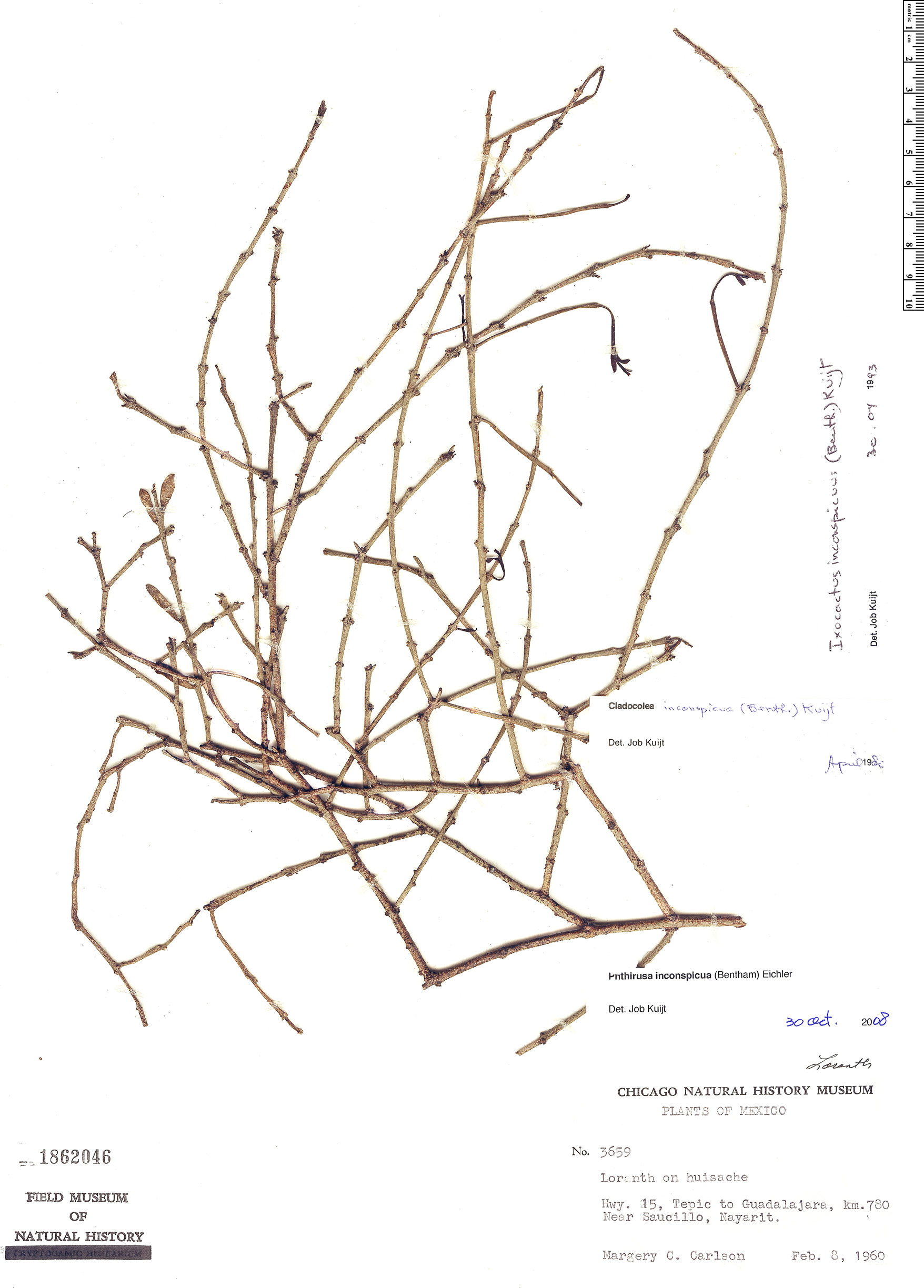 Phthirusa inconspicua | Rapid Reference | The Field Museum