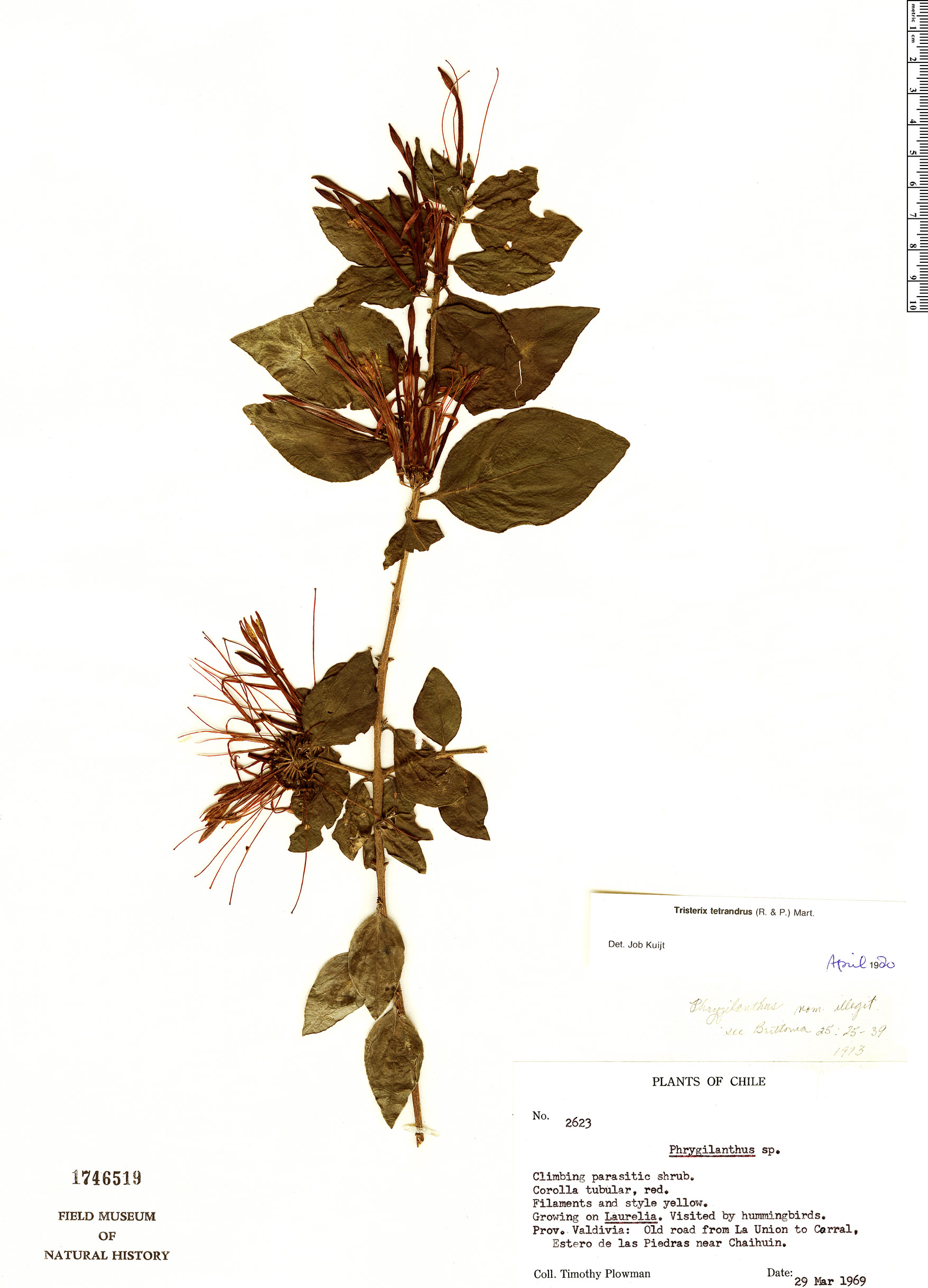Tristerix corymbosus | Rapid Reference | The Field Museum