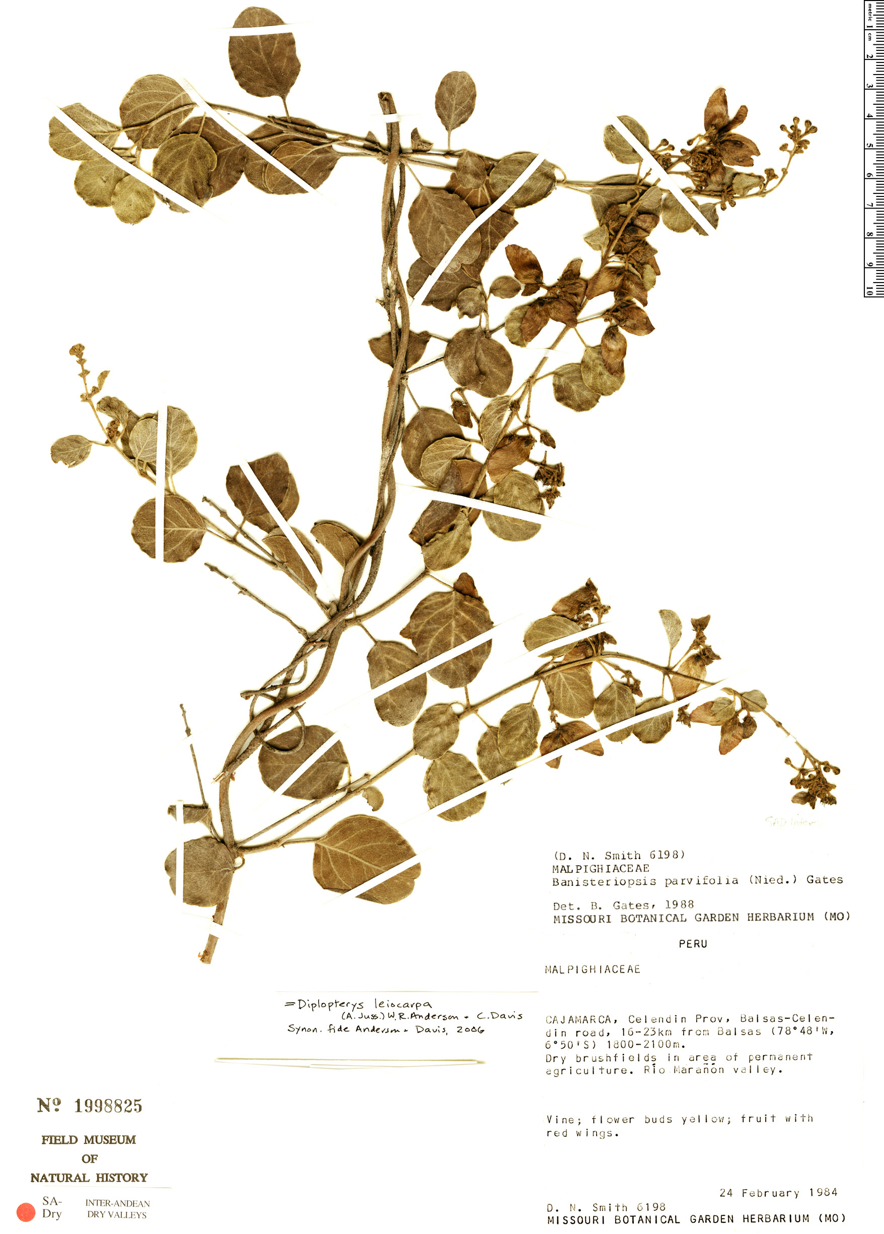 Diplopterys leiocarpa | Rapid Reference | The Field Museum