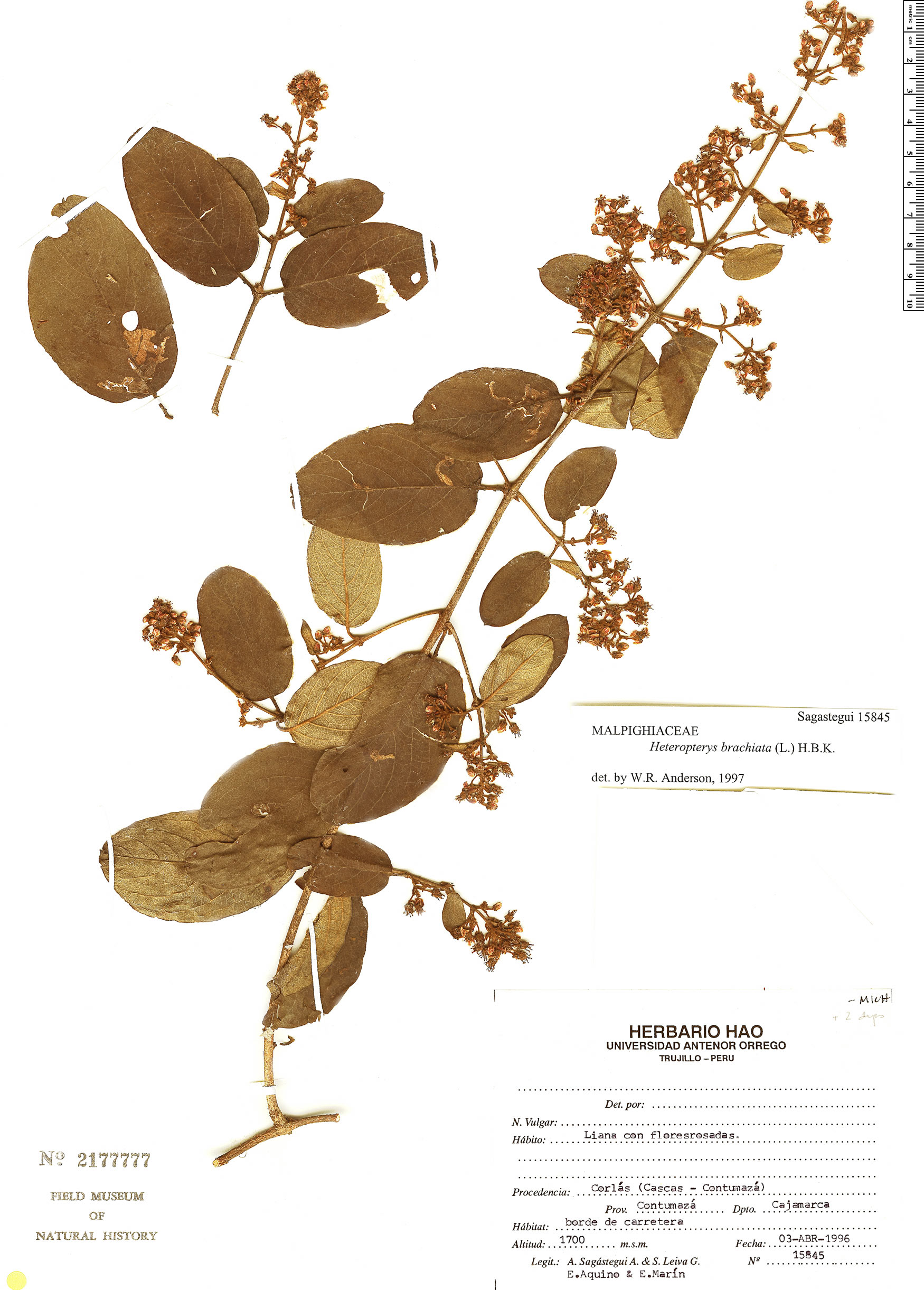 Heteropterys brachiata | Herbário Rapid Reference | The Field Museum