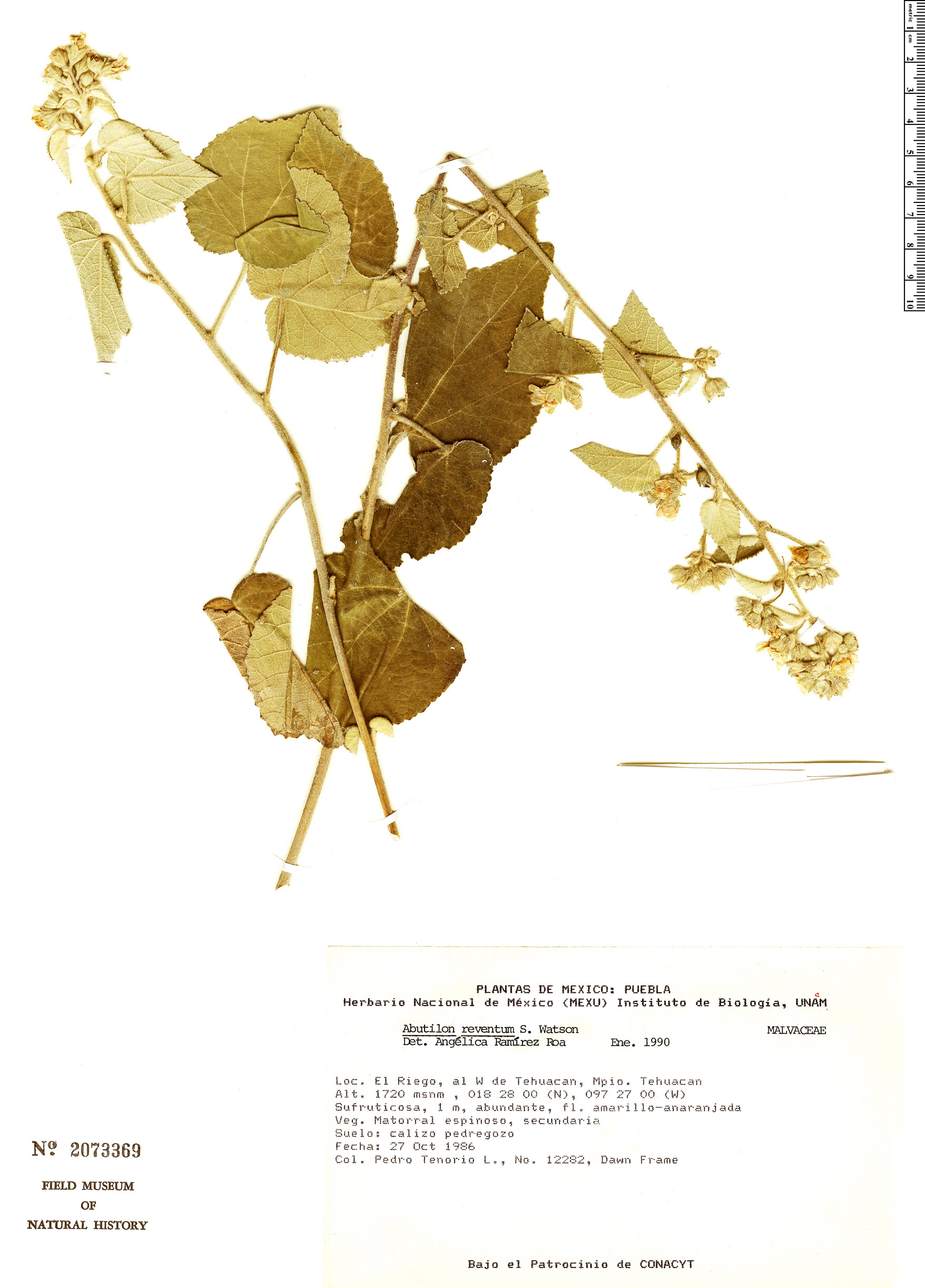 Abutilon reventum | Rapid Reference | The Field Museum