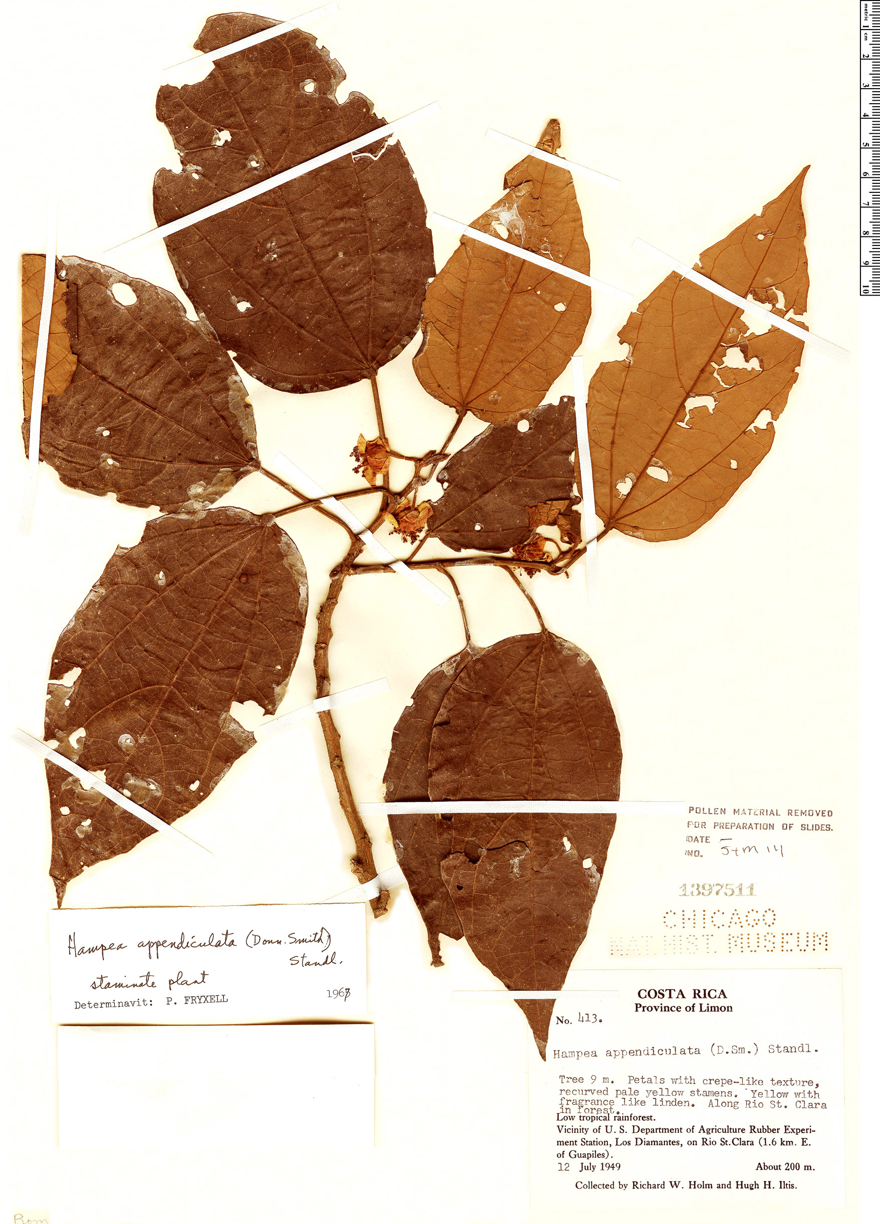 Hampea appendiculata | Rapid Reference | The Field Museum