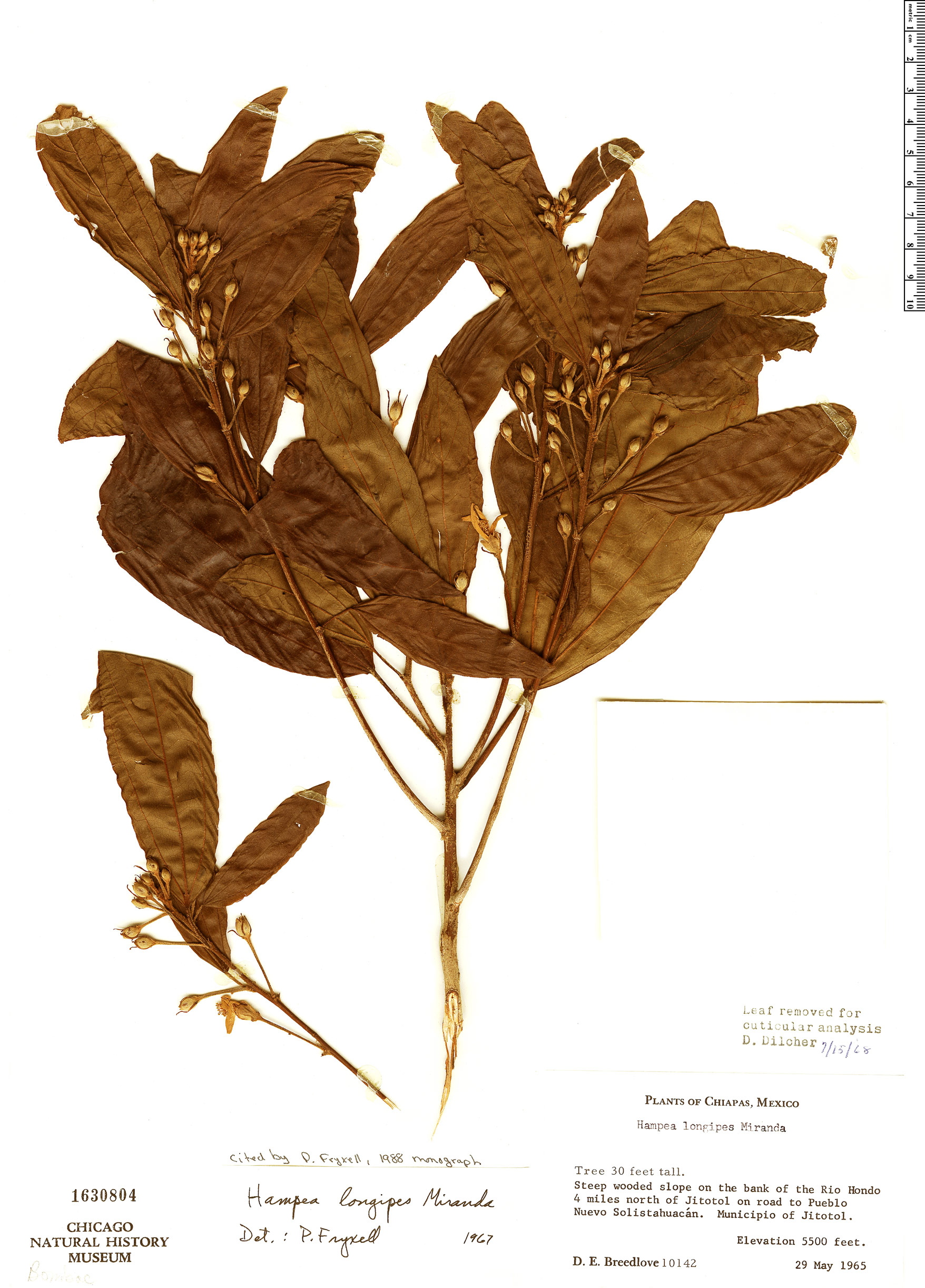 Hampea longipes | Rapid Reference | The Field Museum
