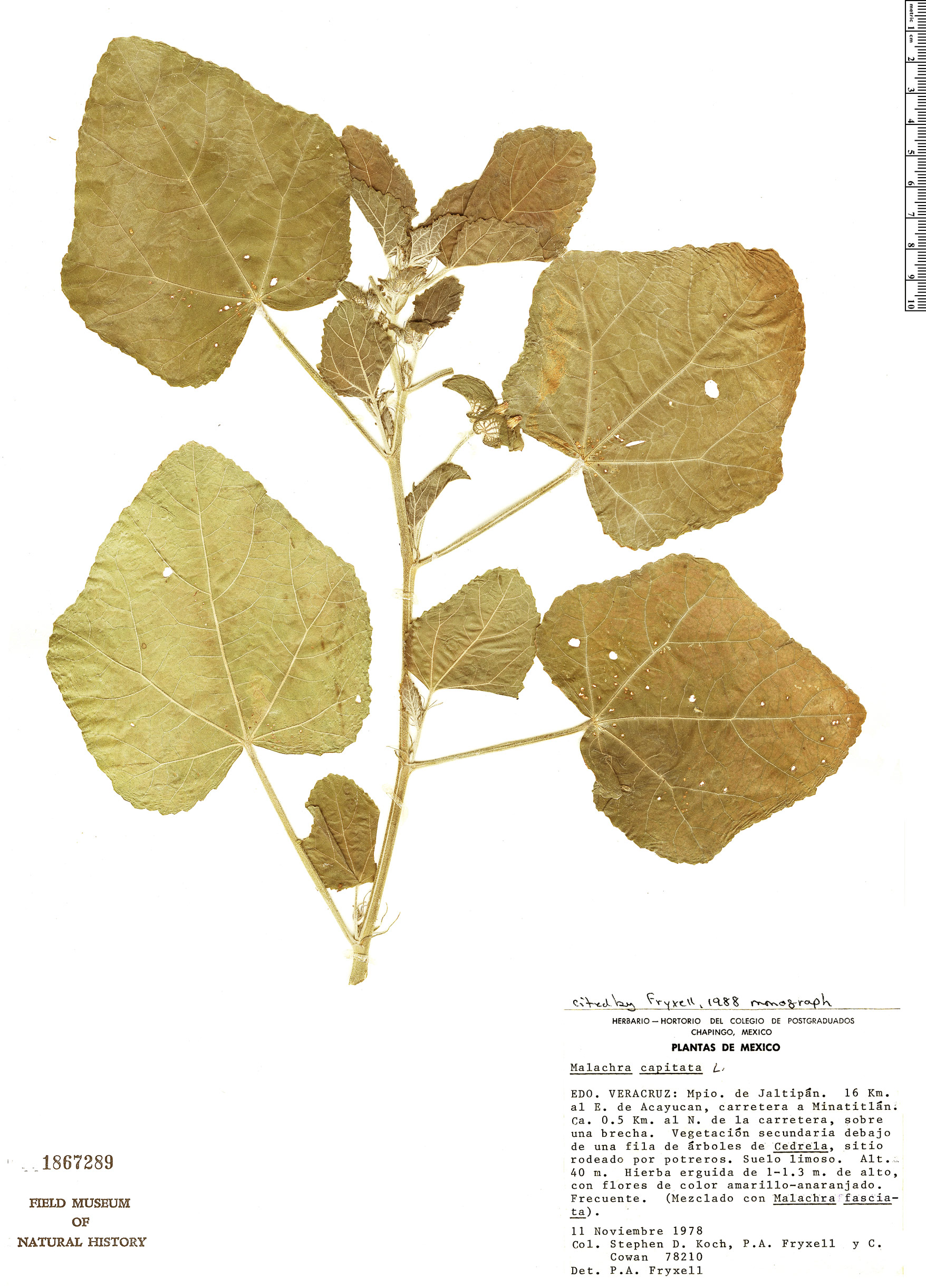 Malachra capitata | Rapid Reference | The Field Museum
