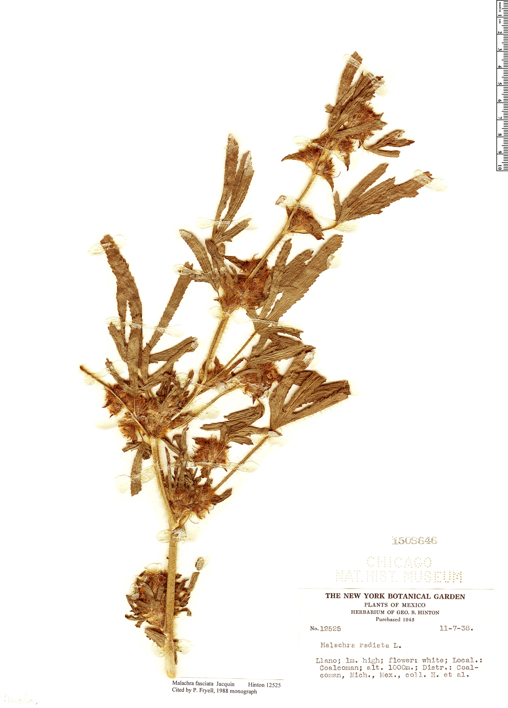 Malachra fasciata | Herbário Rapid Reference | The Field Museum