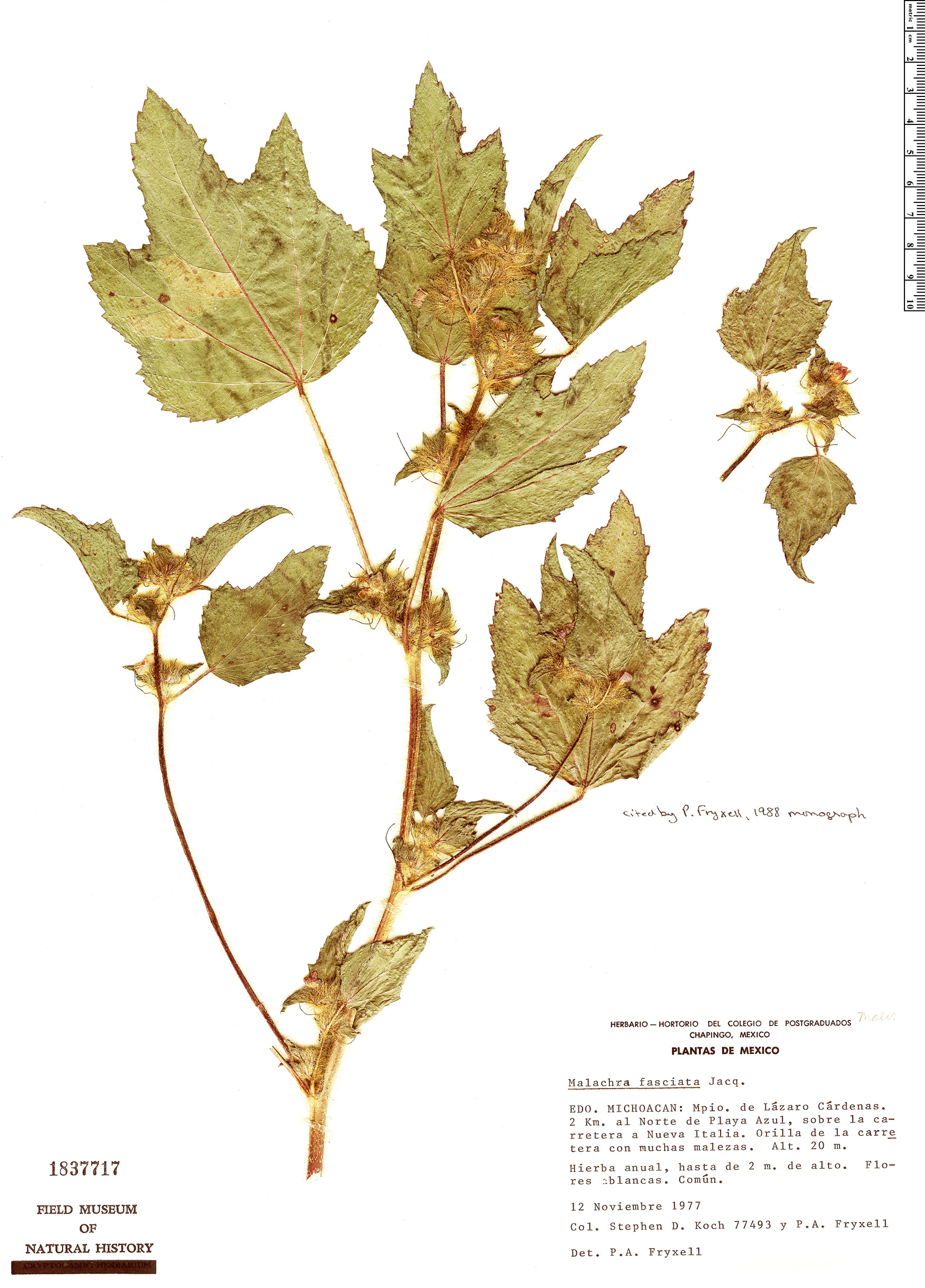Malachra fasciata | Rapid Reference | The Field Museum