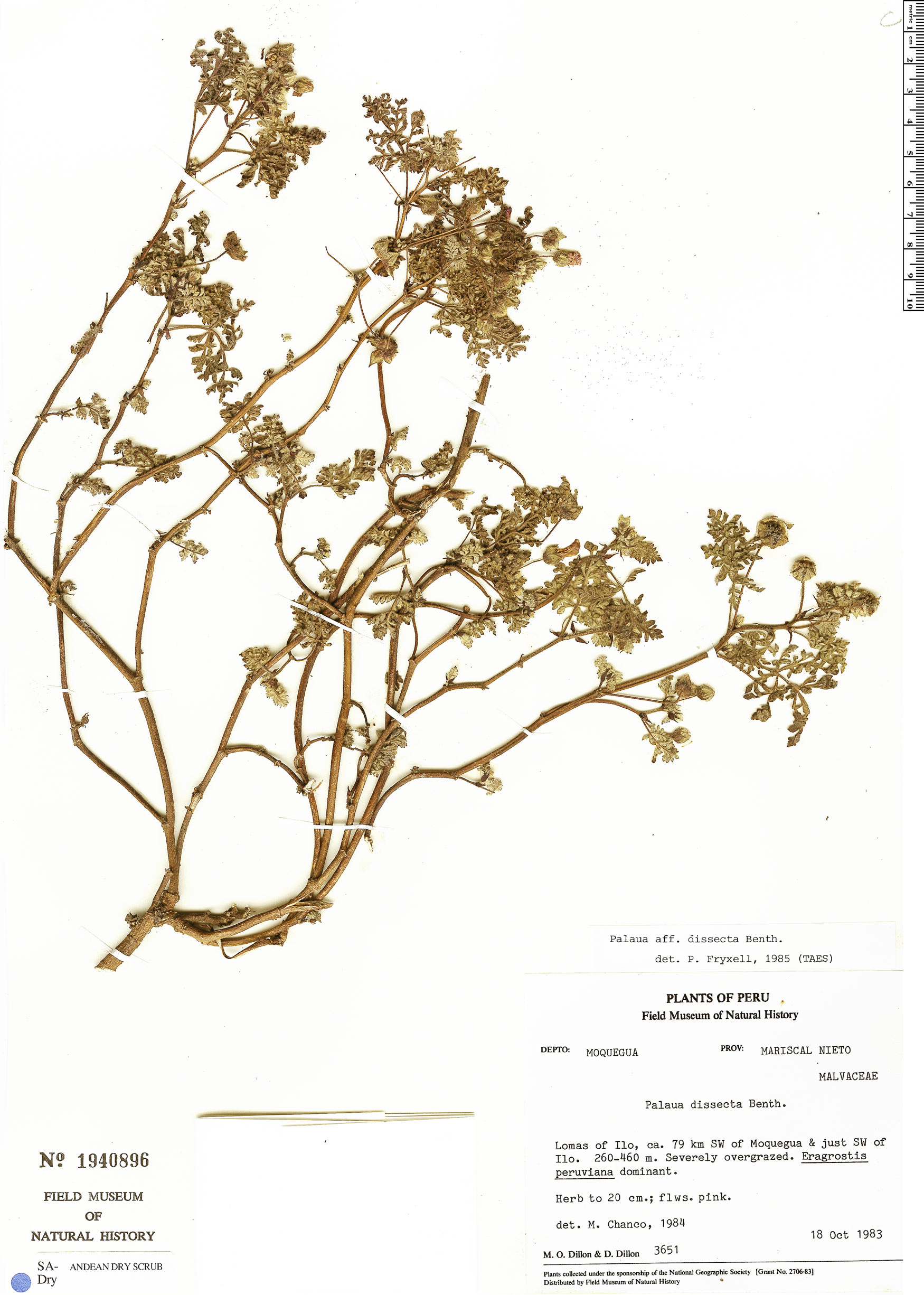 Palaua dissecta | Rapid Reference | The Field Museum