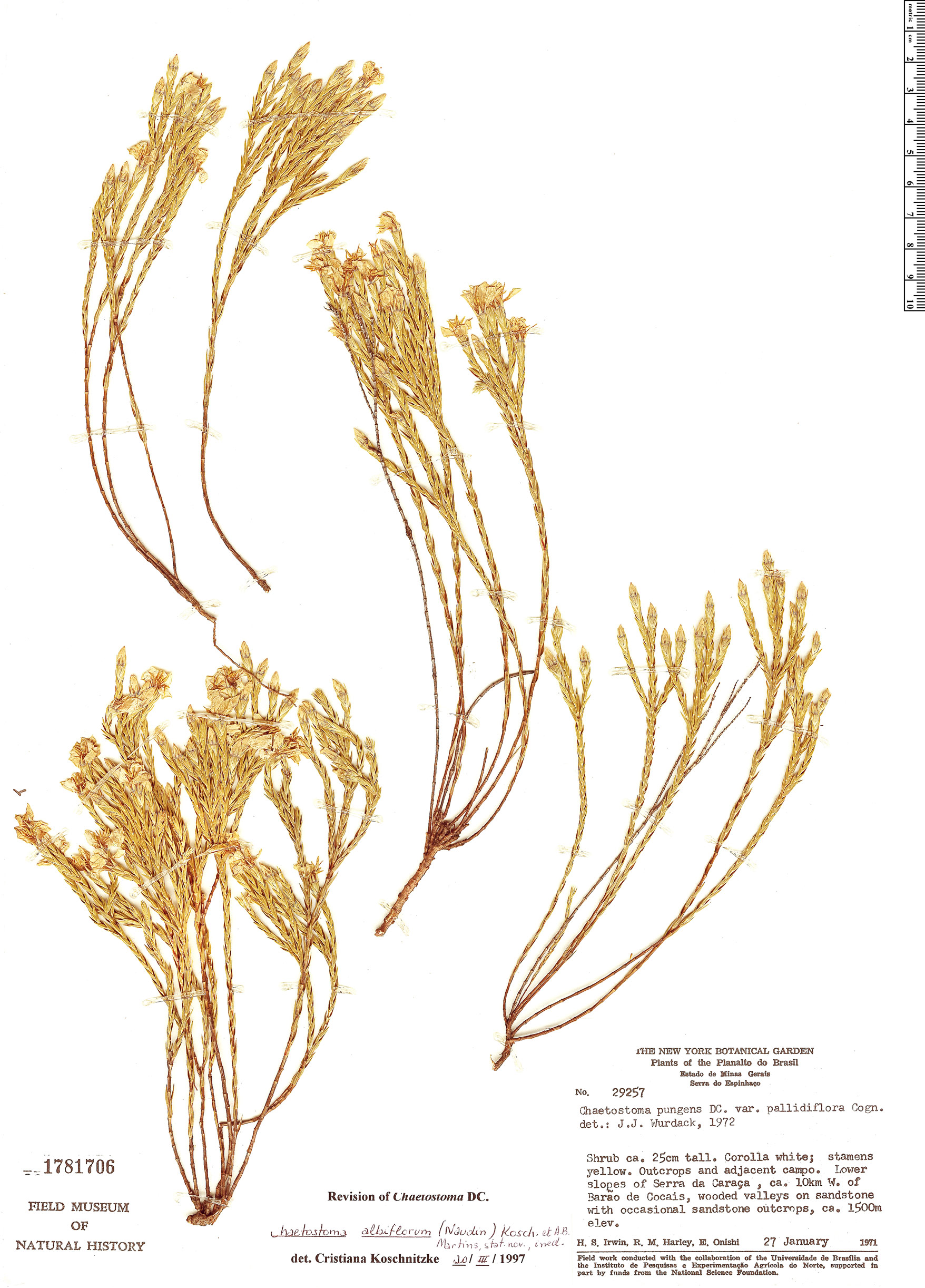 Chaetostoma albiflorum | Rapid Reference | The Field Museum