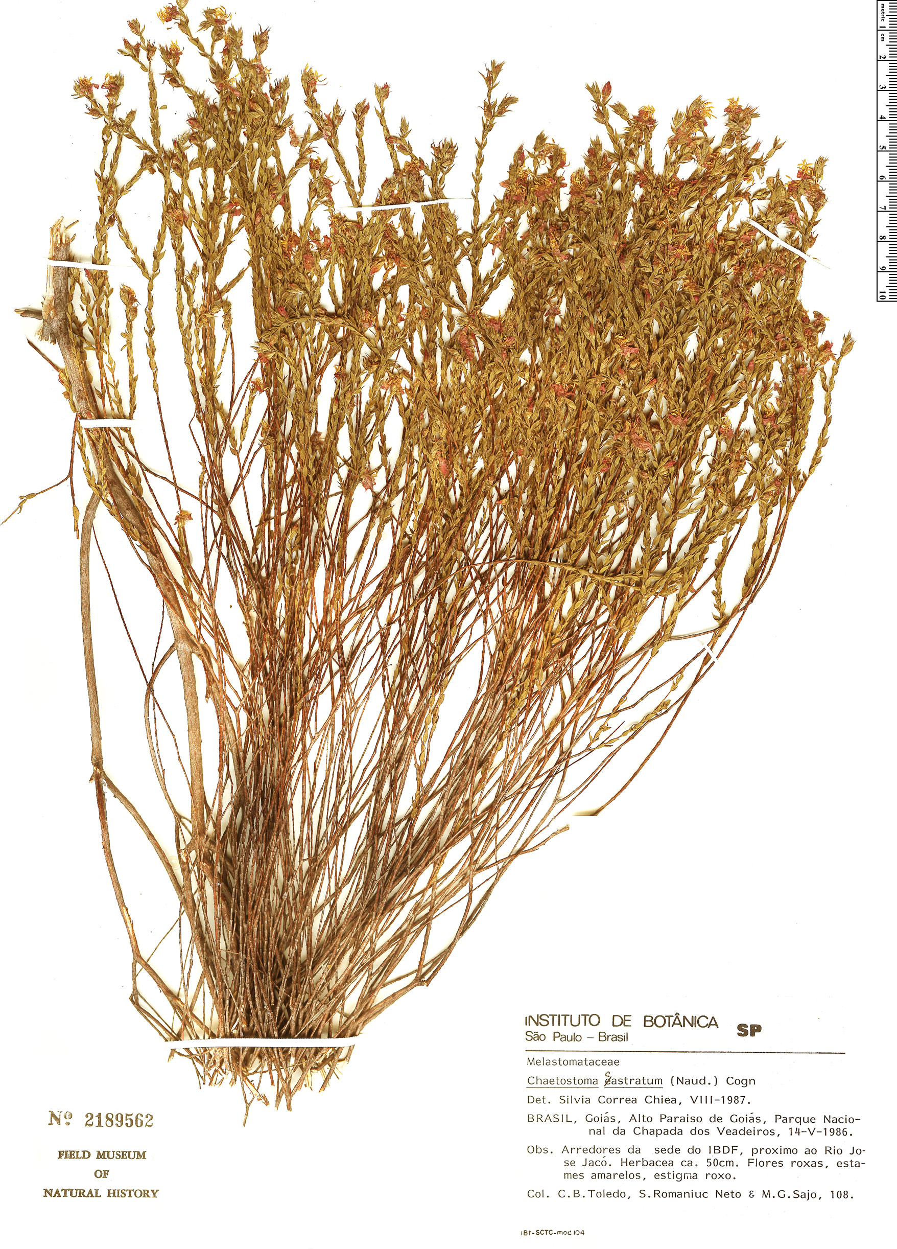Chaetostoma castratum | Rapid Reference | The Field Museum