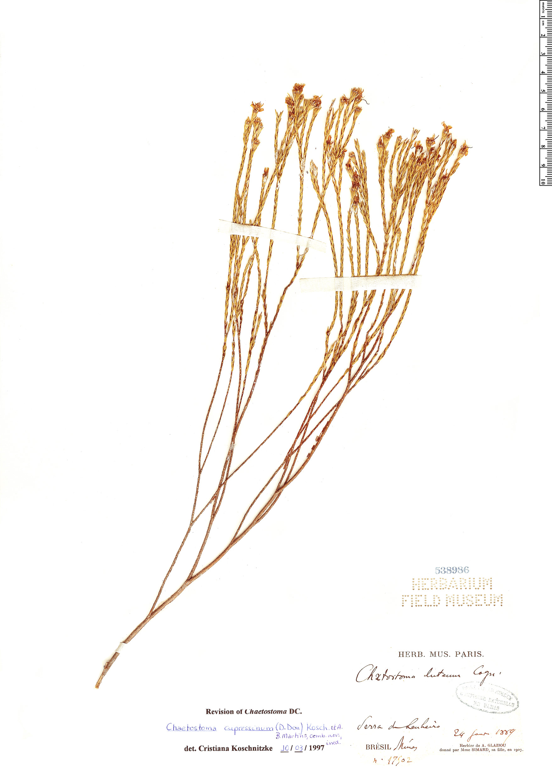 Chaetostoma cupressinum | Rapid Reference | The Field Museum
