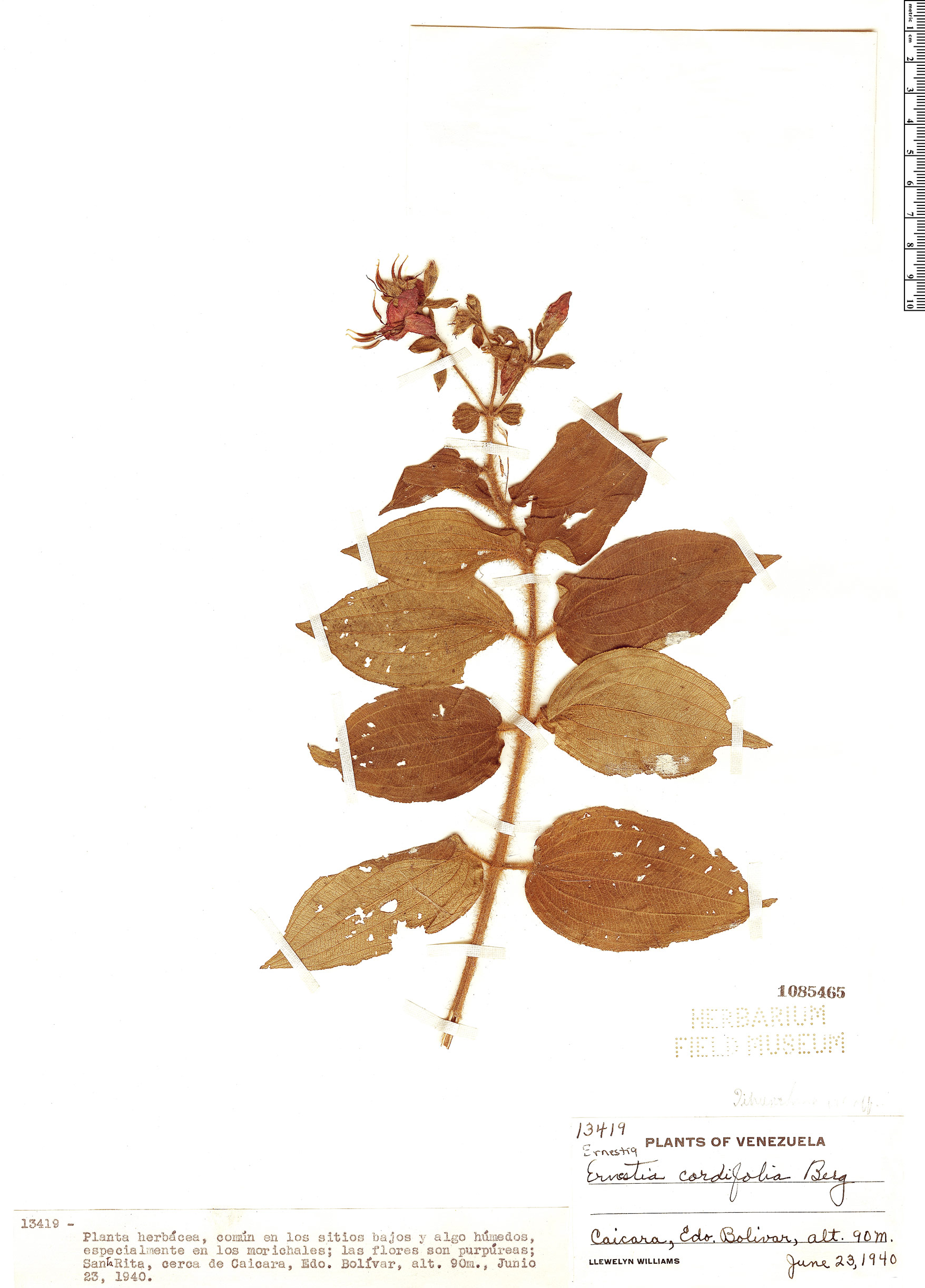 Ernestia cordifolia | Herbário Rapid Reference | The Field Museum