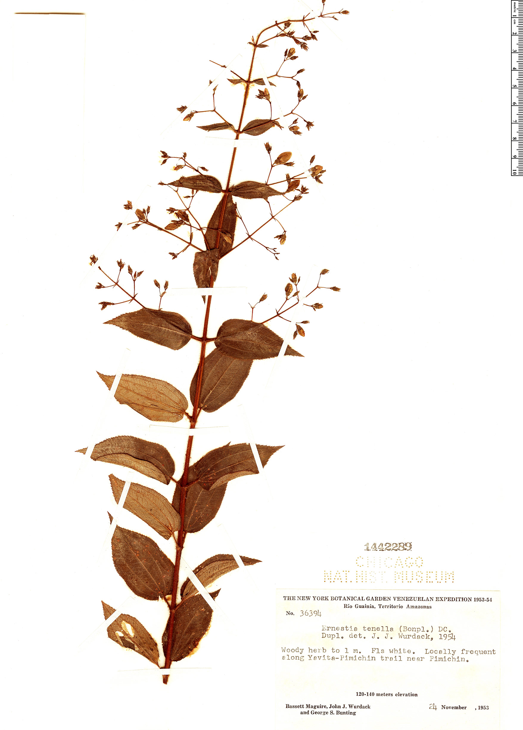 Ernestia tenella | Rapid Reference | The Field Museum