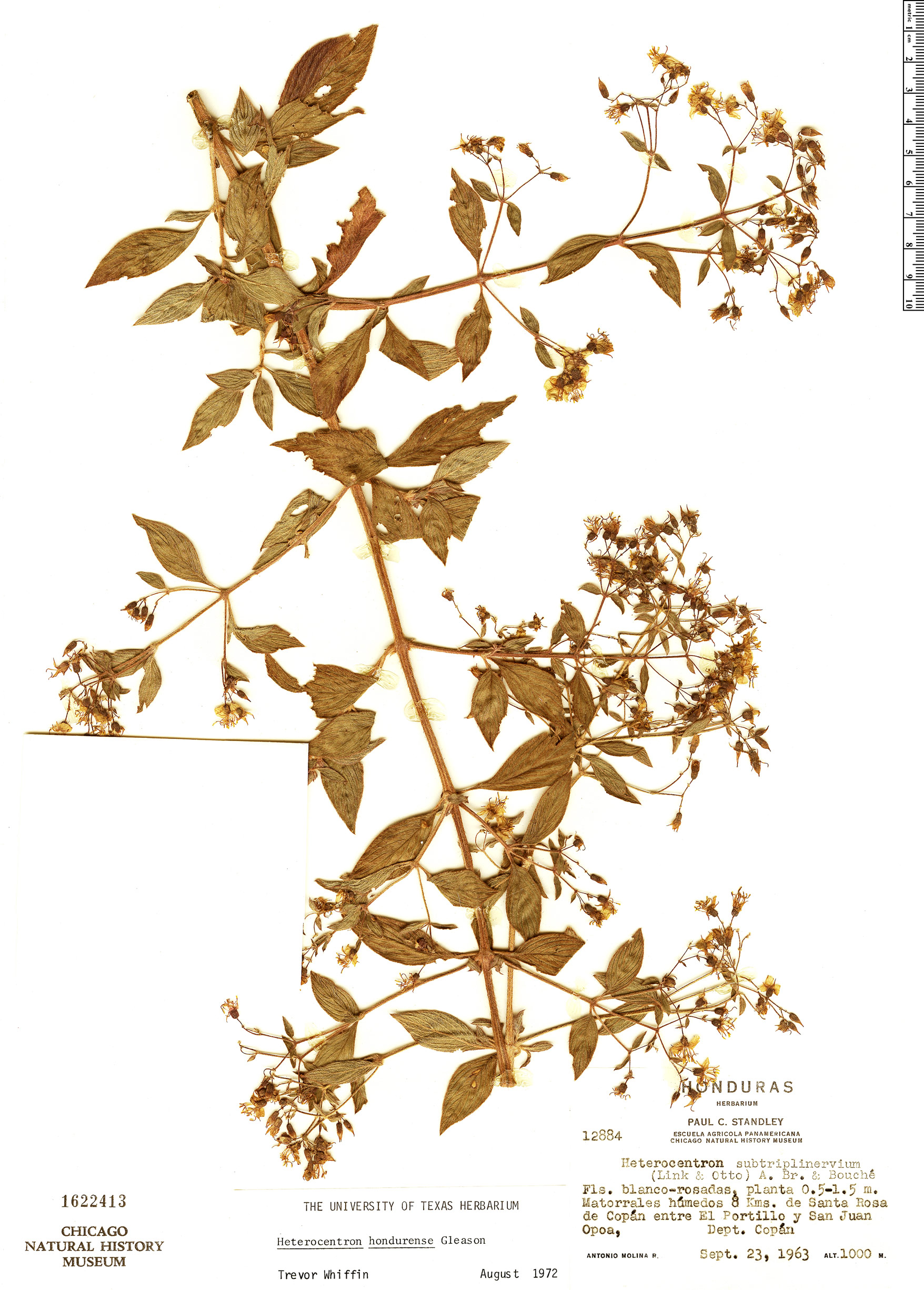 Heterocentron hondurense | Rapid Reference | The Field Museum