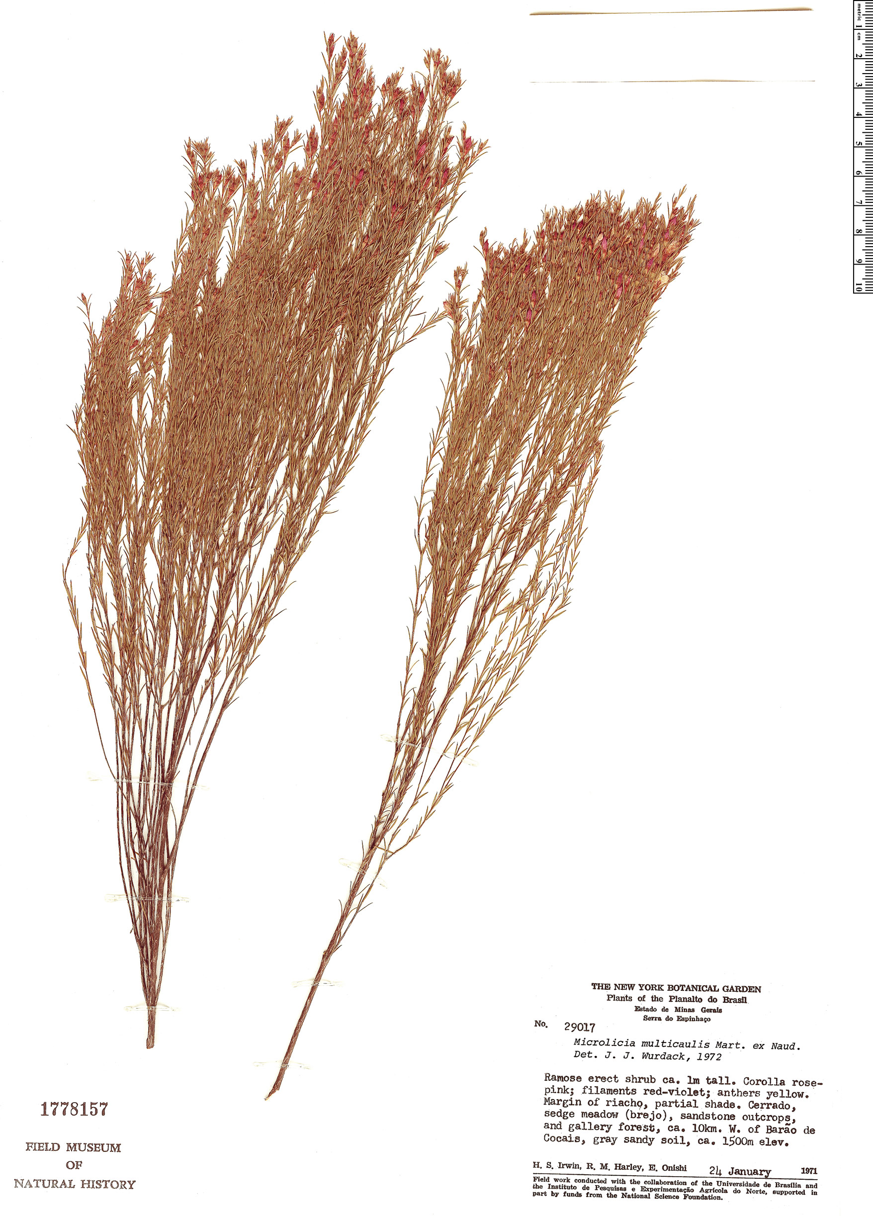 Microlicia multicaulis | Rapid Reference | The Field Museum