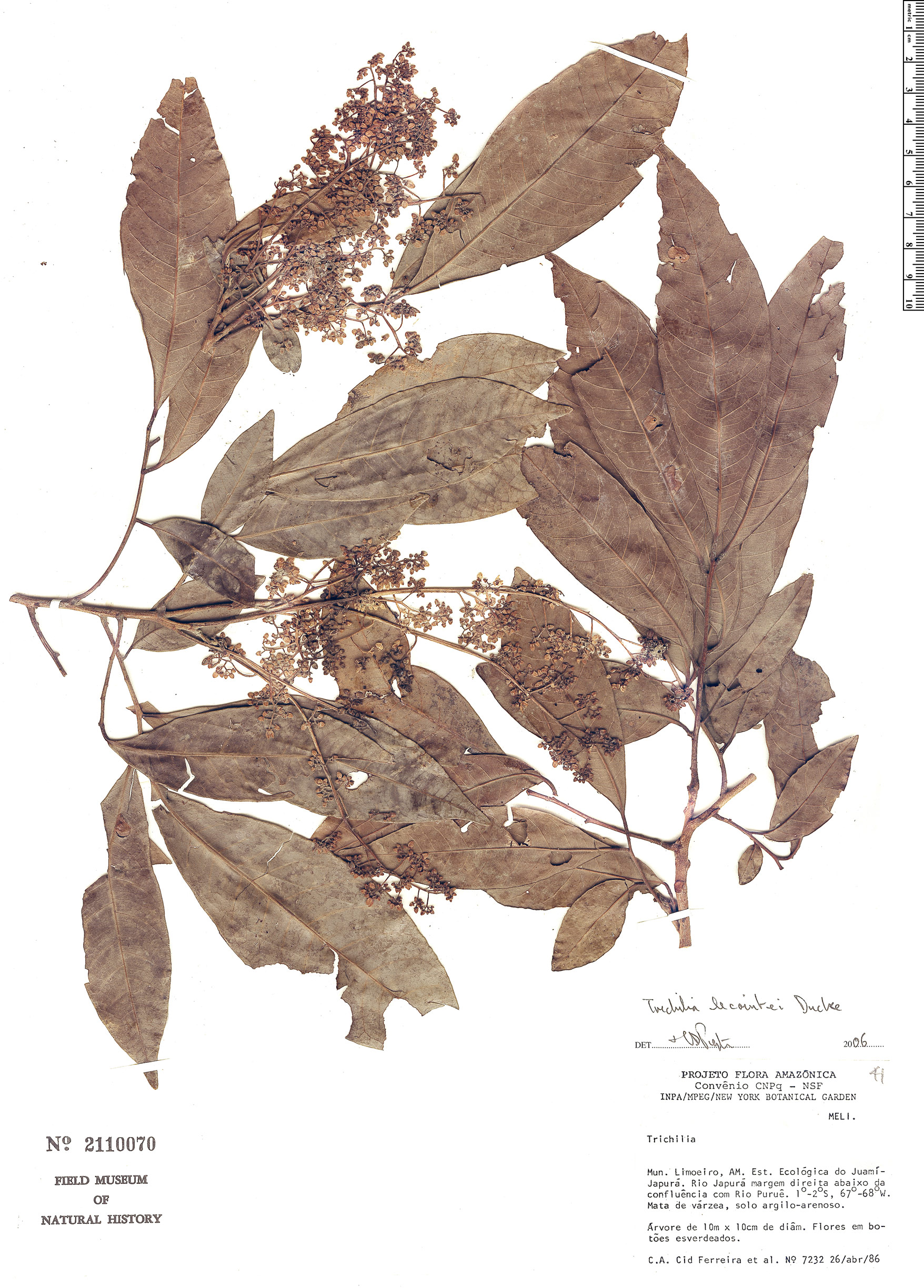 Trichilia lecointei | Rapid Reference | The Field Museum