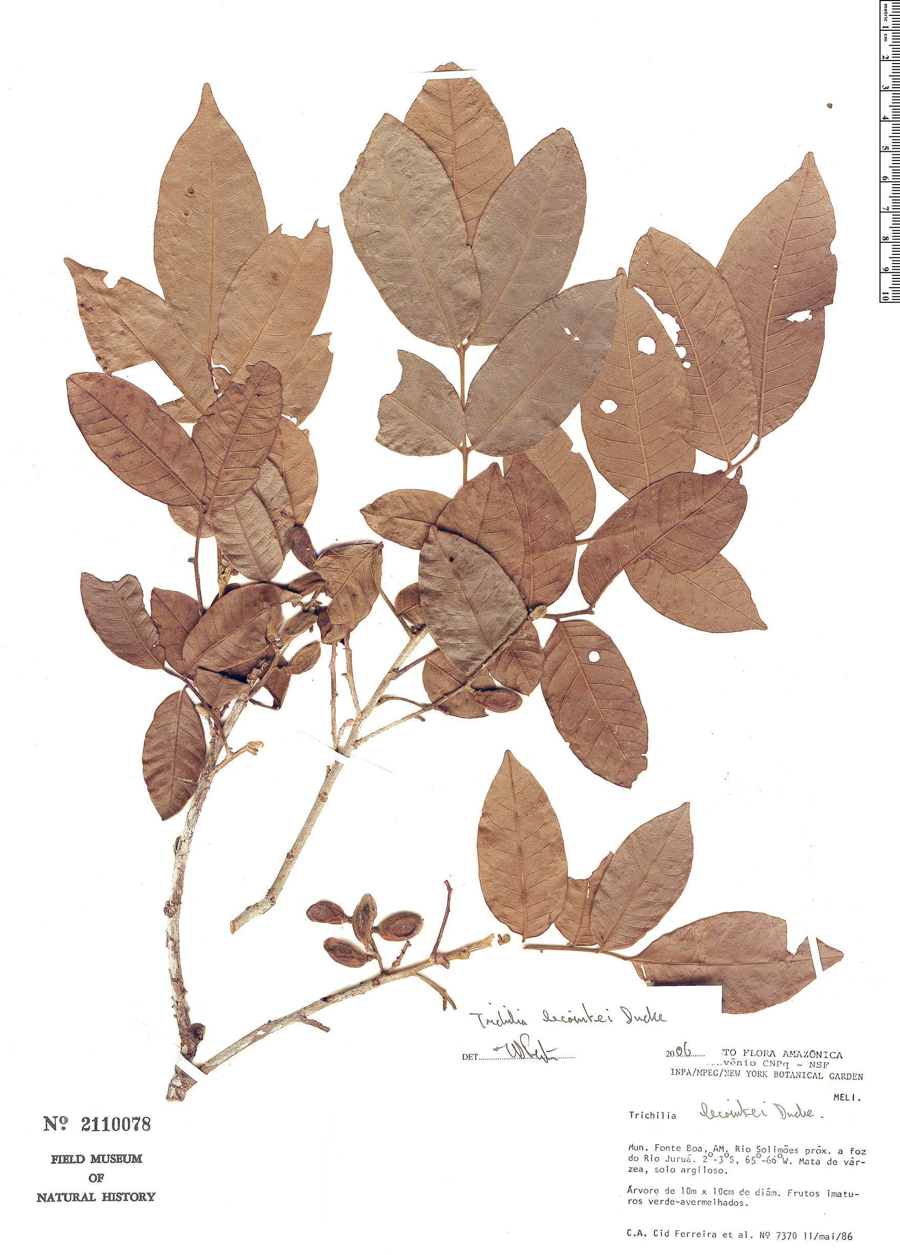 Trichilia lecointei | Rapid Reference | The Field Museum